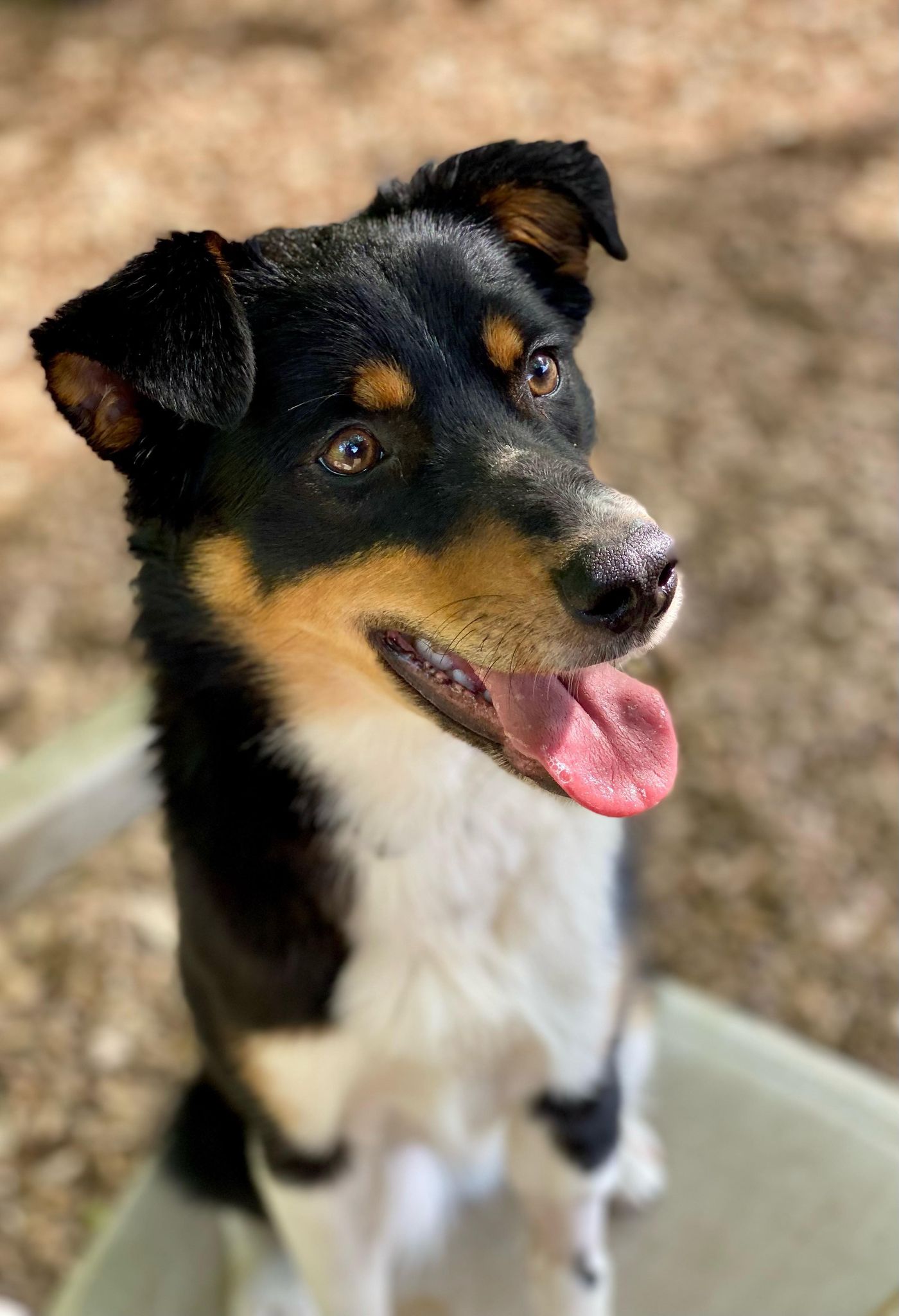 Dog for Adoption - 43072 Scout, a Australian Shepherd in Walker Mill ...
