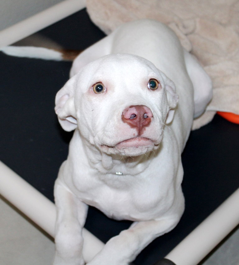Dog for Adoption - 43113 - Stella, a Pit Bull Terrier in Dulles Town ...