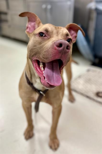 Dog for Adoption - 431214 - Dax, a American Pit Bull Terrier in Prince ...