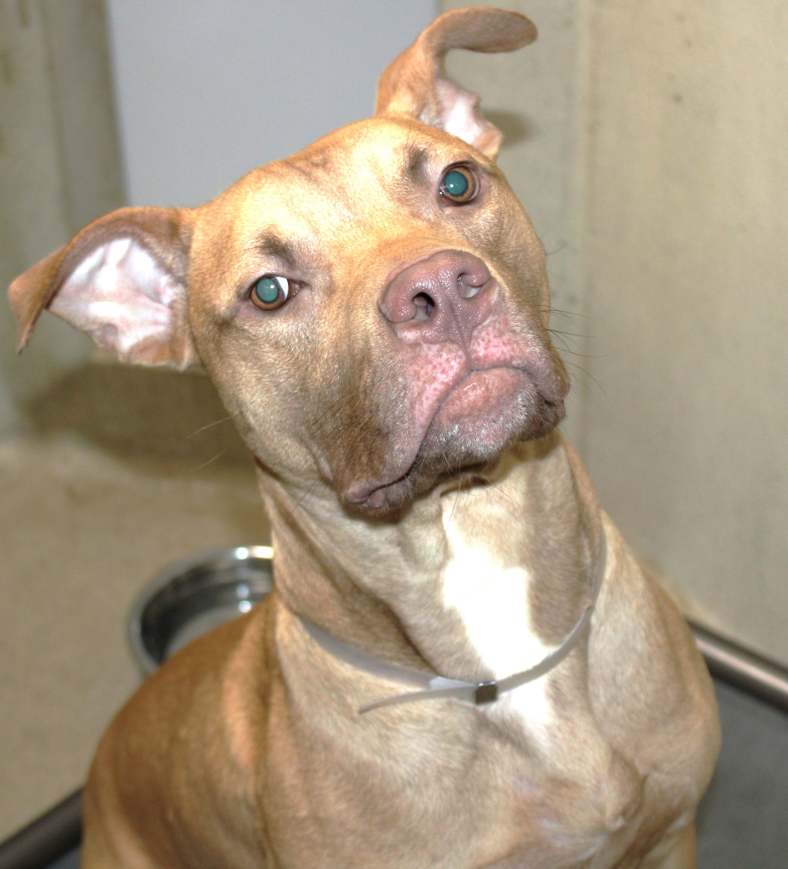 Dog for Adoption - 431214 - Dax, a American Pit Bull Terrier in Prince ...