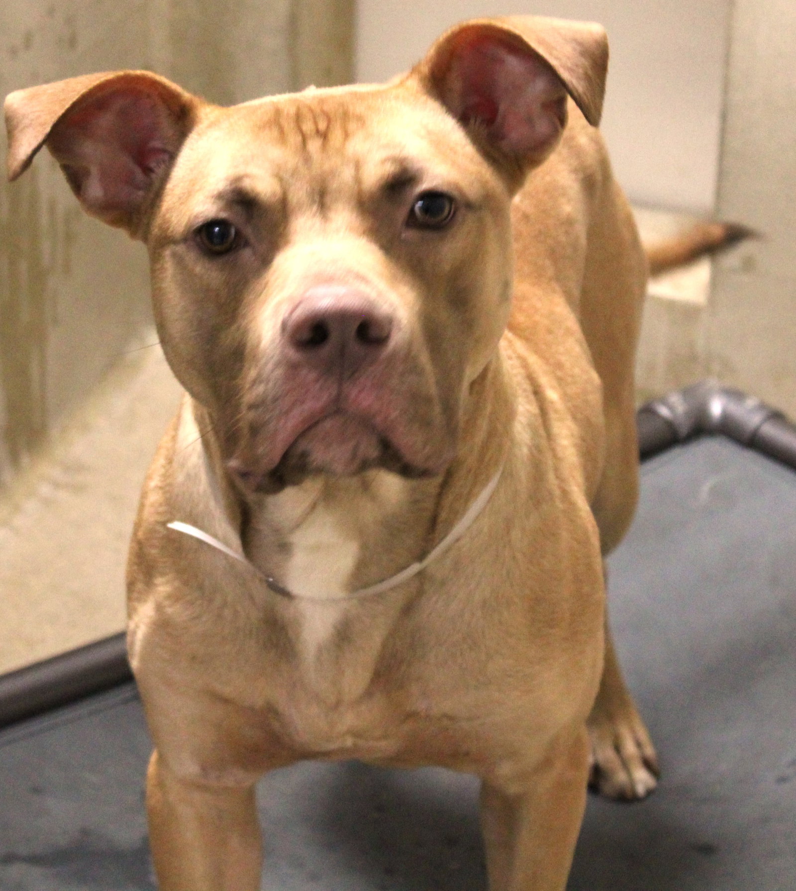 Dog for Adoption - 431214 - Dax, a American Pit Bull Terrier in Prince ...