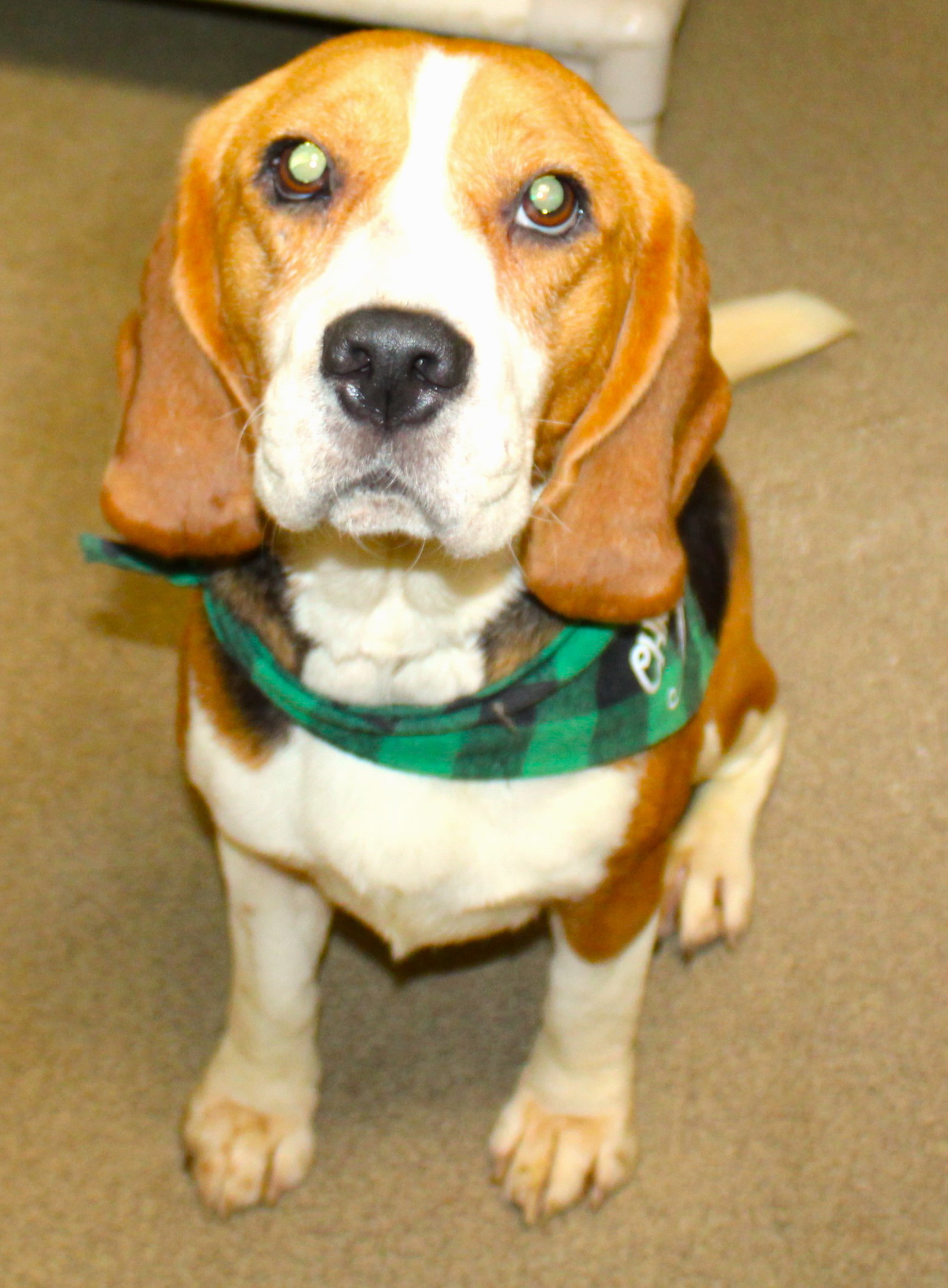 Dog adoption in Columbia, MD 21045: Beagle Dog "43215 - King Lion"