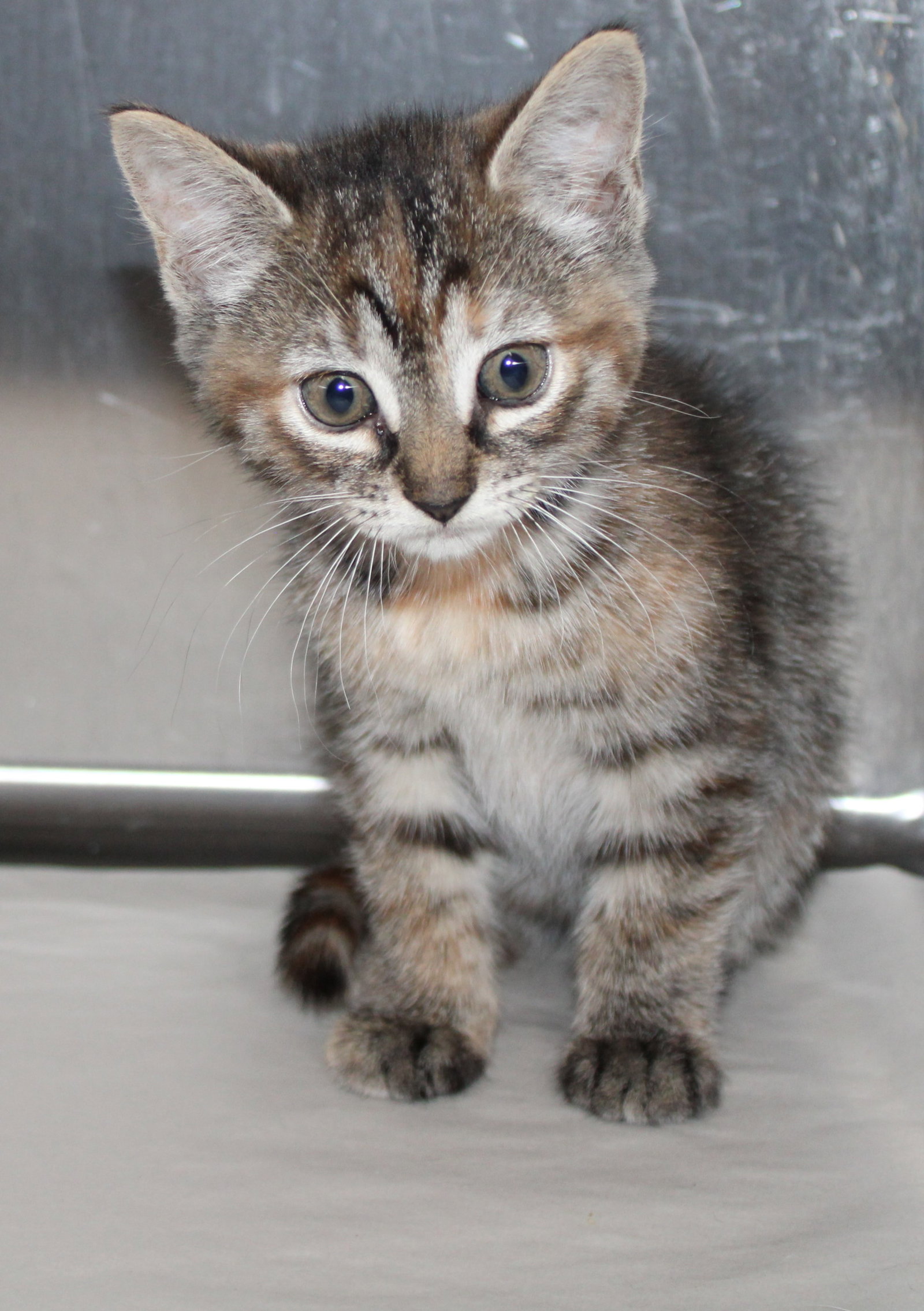 Cats for Adoption in Dulles Town Center, Virginia | Alpha Paw