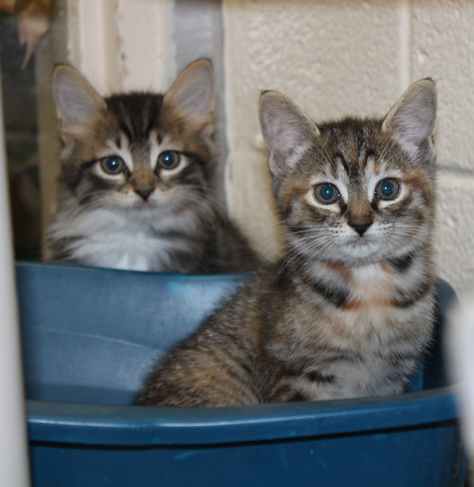 Cats for Adoption in Dulles Town Center, Virginia | Alpha Paw