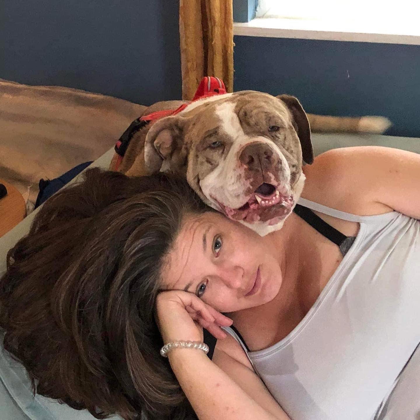 Dog for Adoption - Phineas, a English Bulldog in Clarkson Valley, MO ...