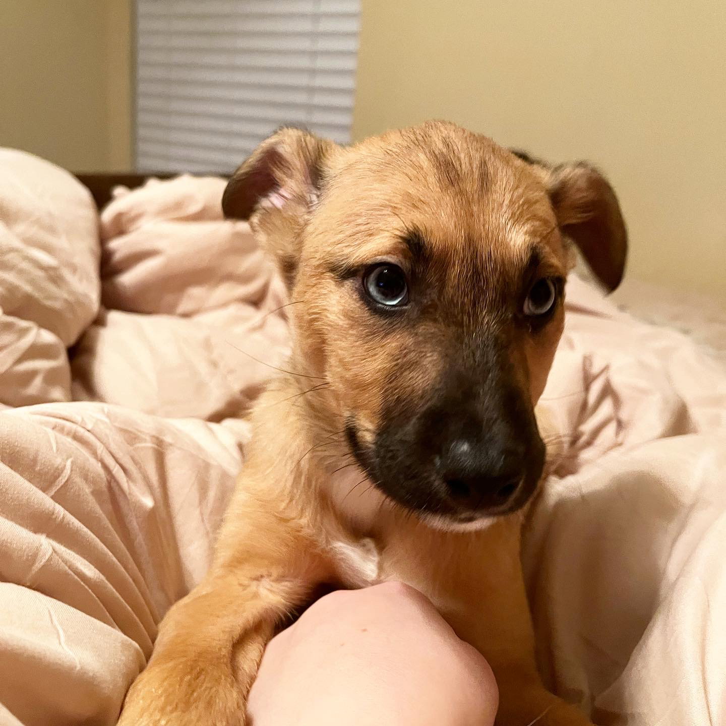 Dog for Adoption - Lisa Simpson, a Husky in Waterloo, IL | Alpha Paw