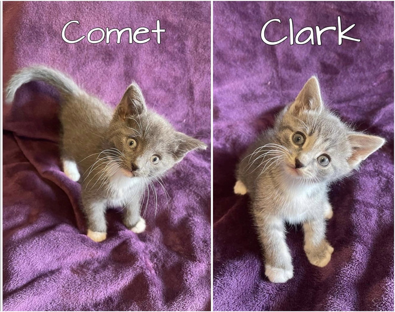 Comet & Clark's Web Page