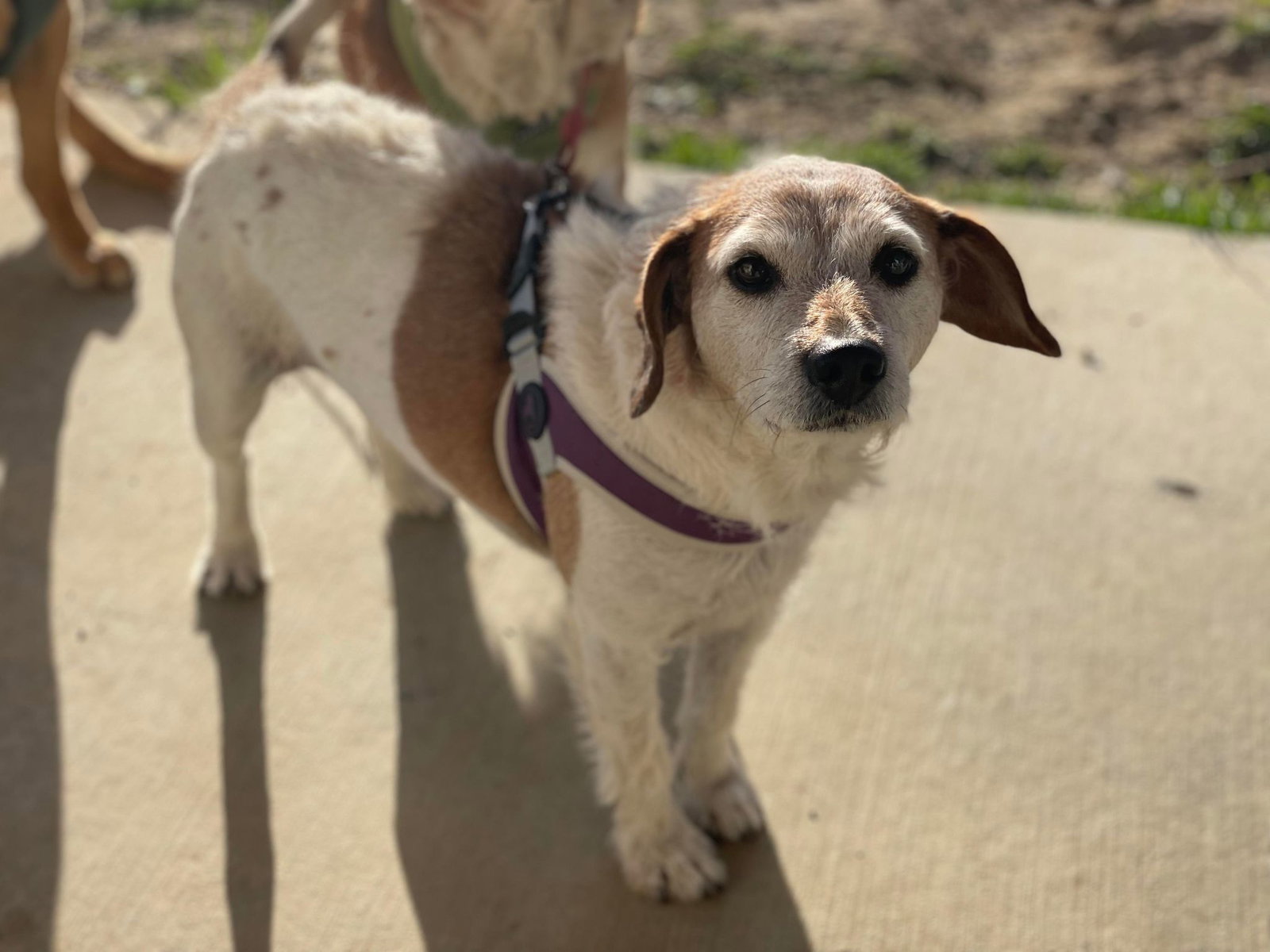 Dog for Adoption - Matlock, a Jack Russell Terrier in Roseville, MN ...