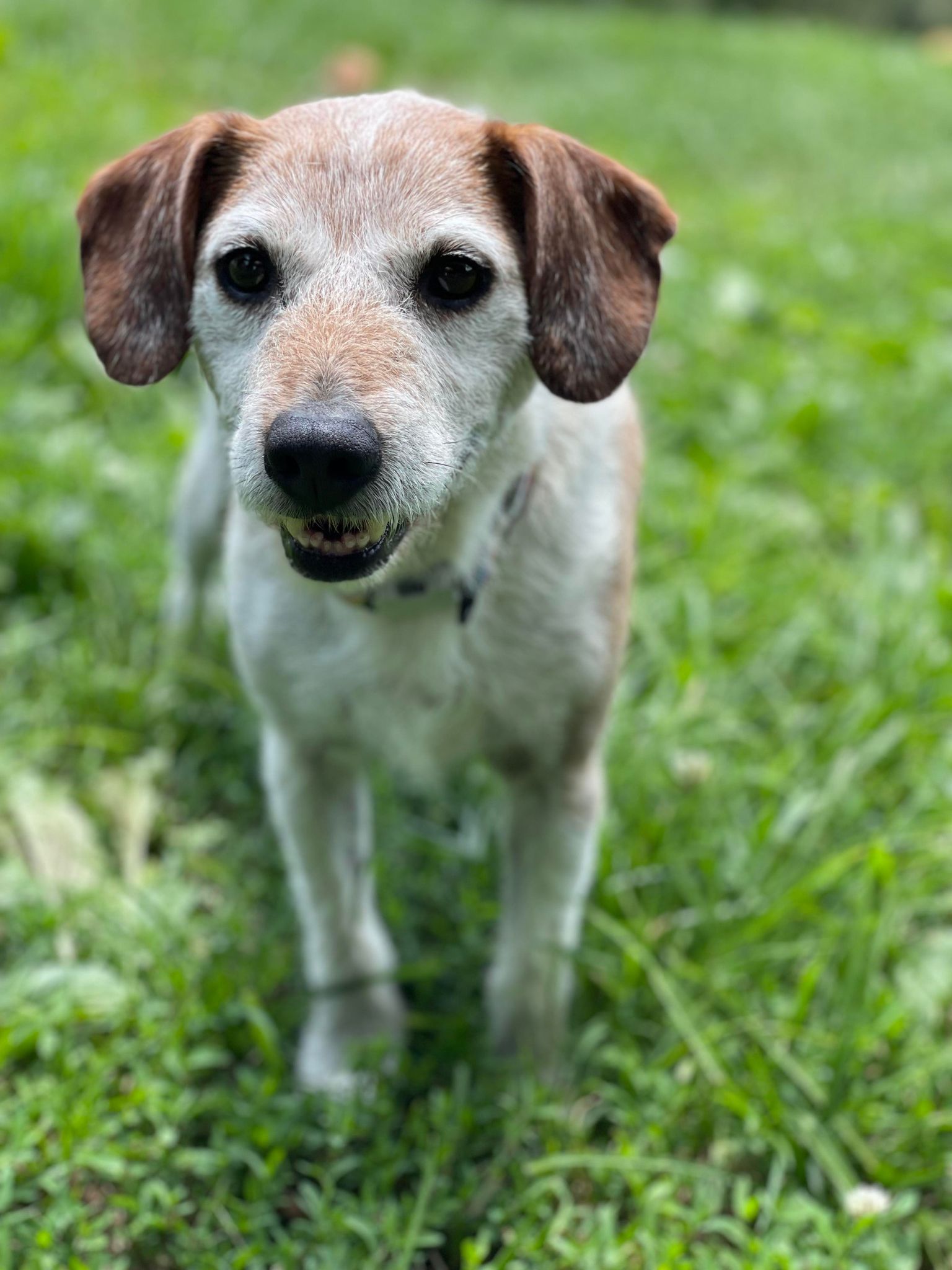 Dog for Adoption - Matlock, a Jack Russell Terrier in Roseville, MN ...