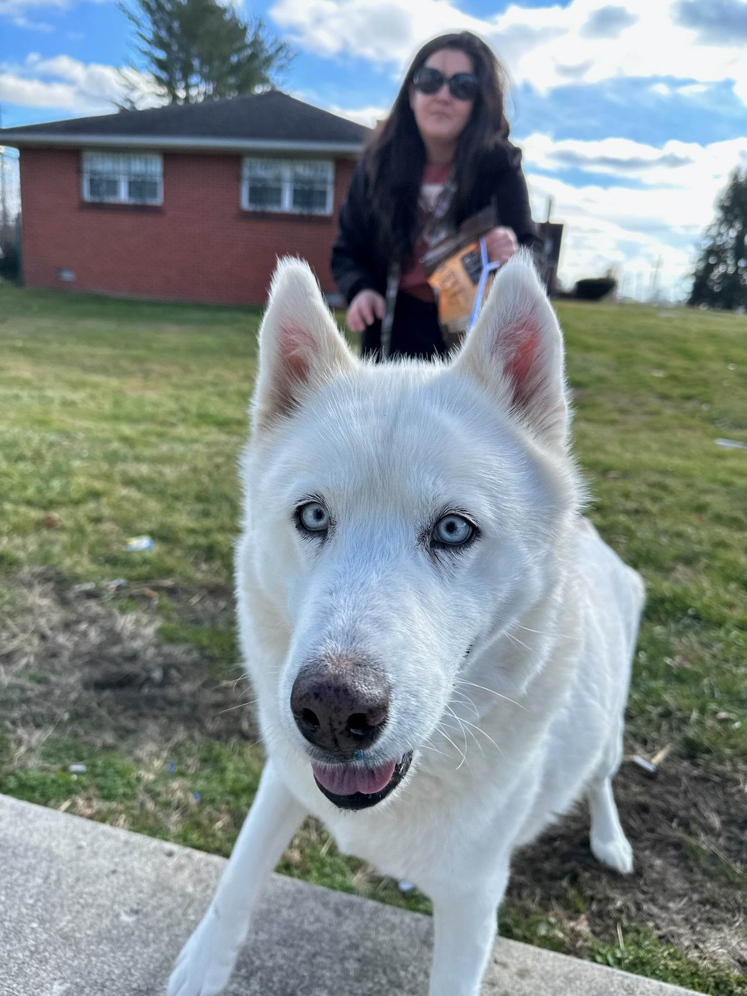 Dog for Adoption - Piper *Help! I need a foster home asap!*, a Husky in ...
