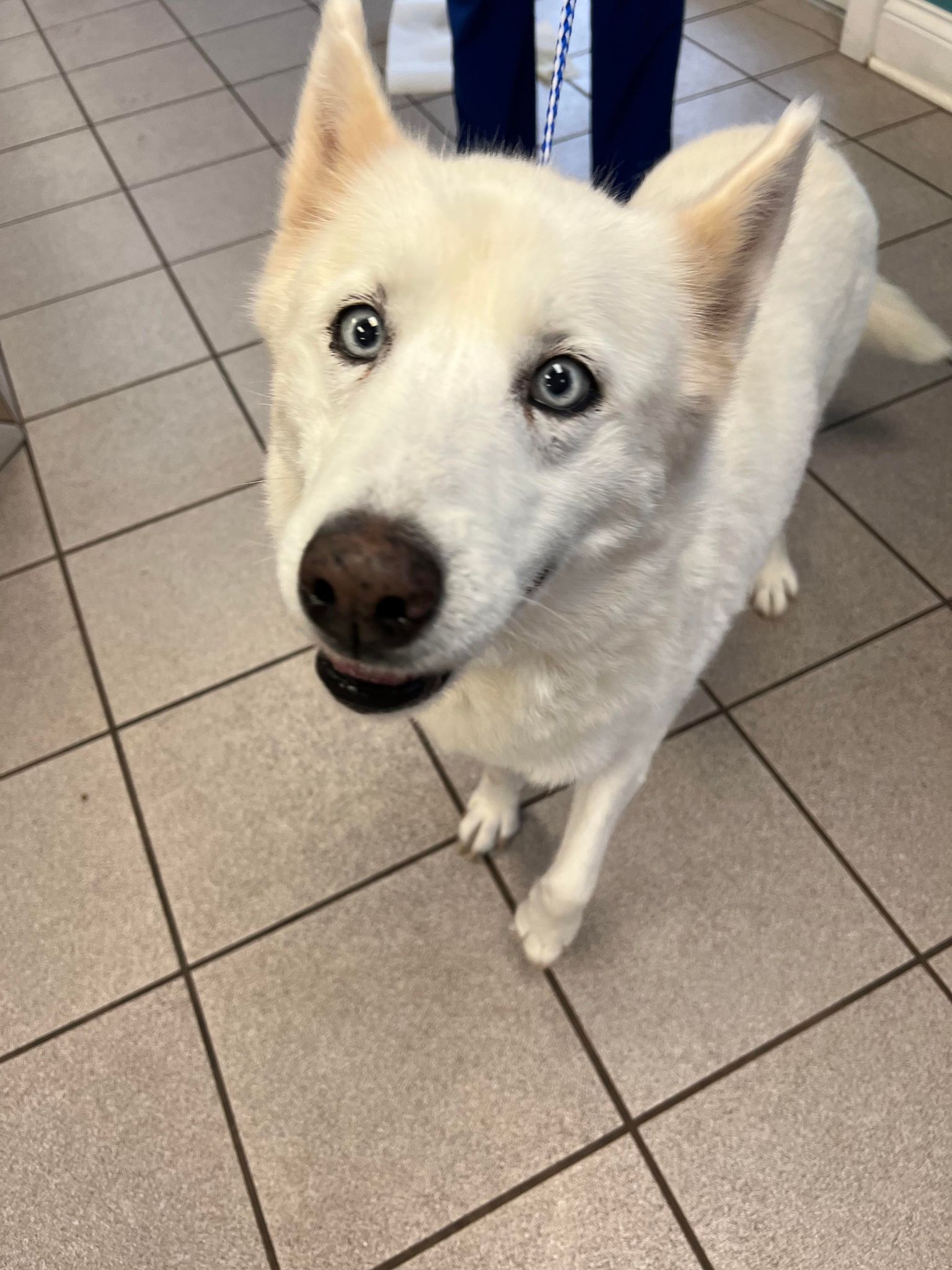 Dog for Adoption - Piper *Help! I need a foster home asap!*, a Husky in ...