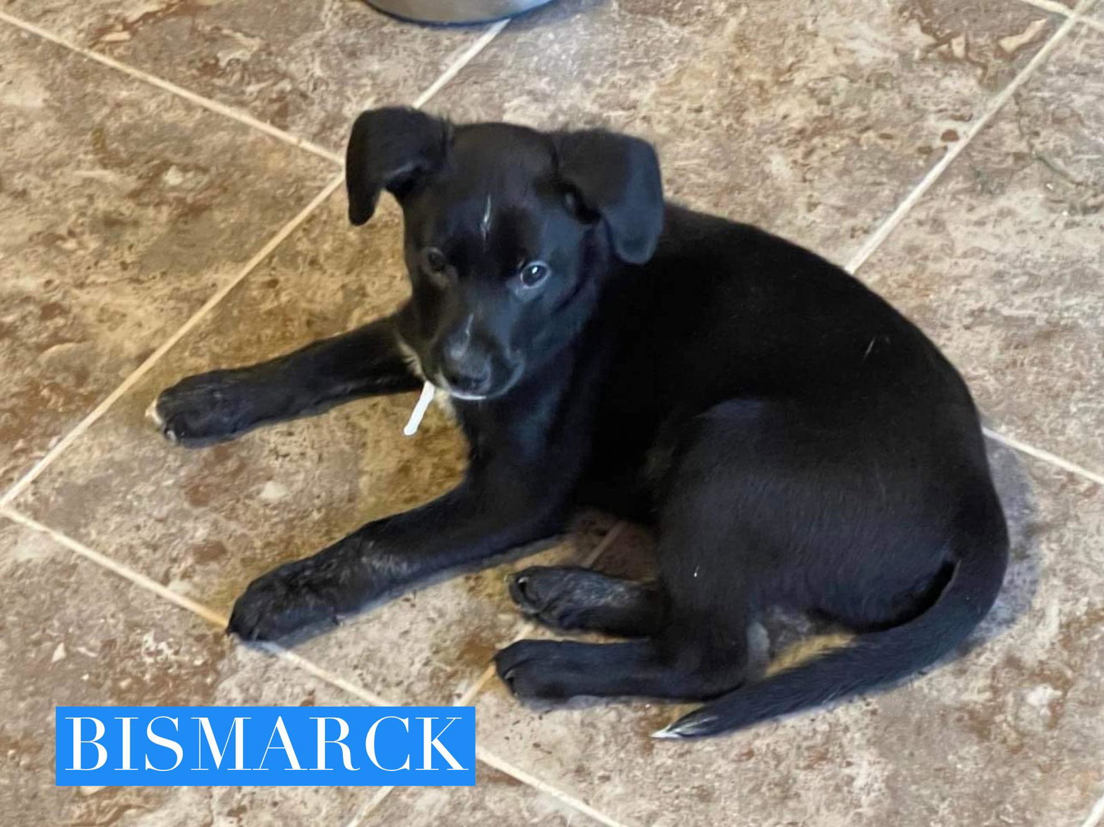 Dog for Adoption - Bismarck, a Labrador Retriever in Le Center, MN ...