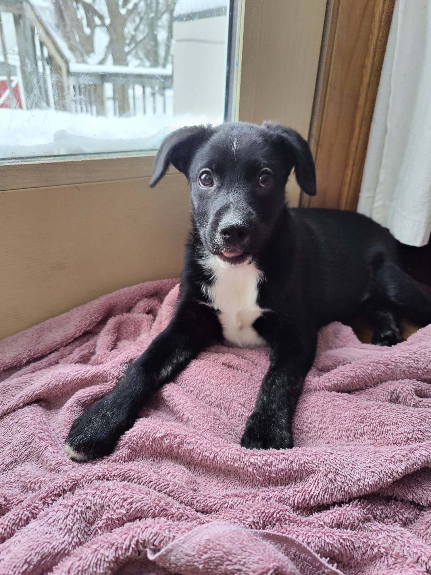 Dog for Adoption - Bismarck, a Labrador Retriever in Le Center, MN ...