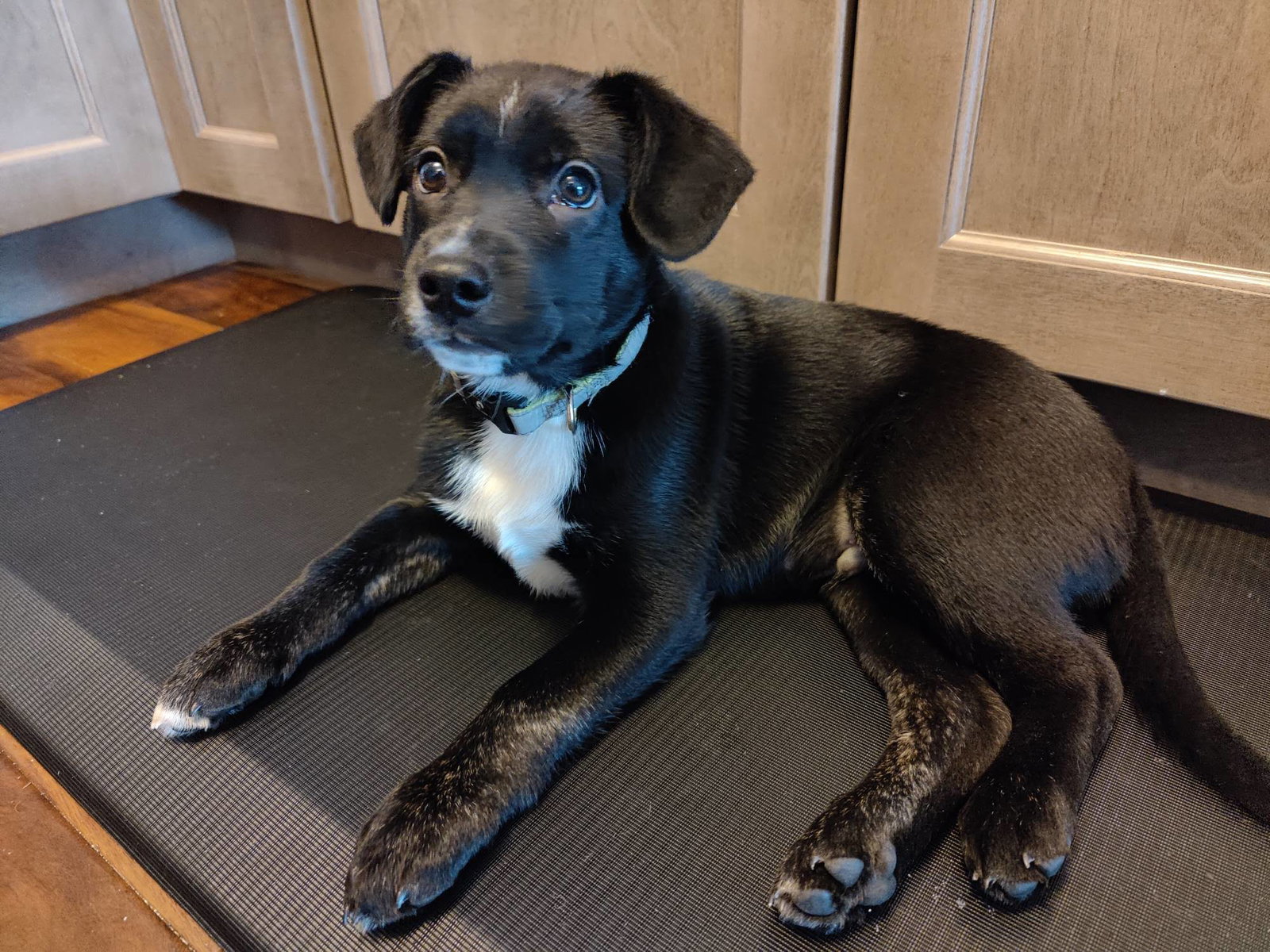 Dog for Adoption - Bismarck, a Labrador Retriever in Le Center, MN ...
