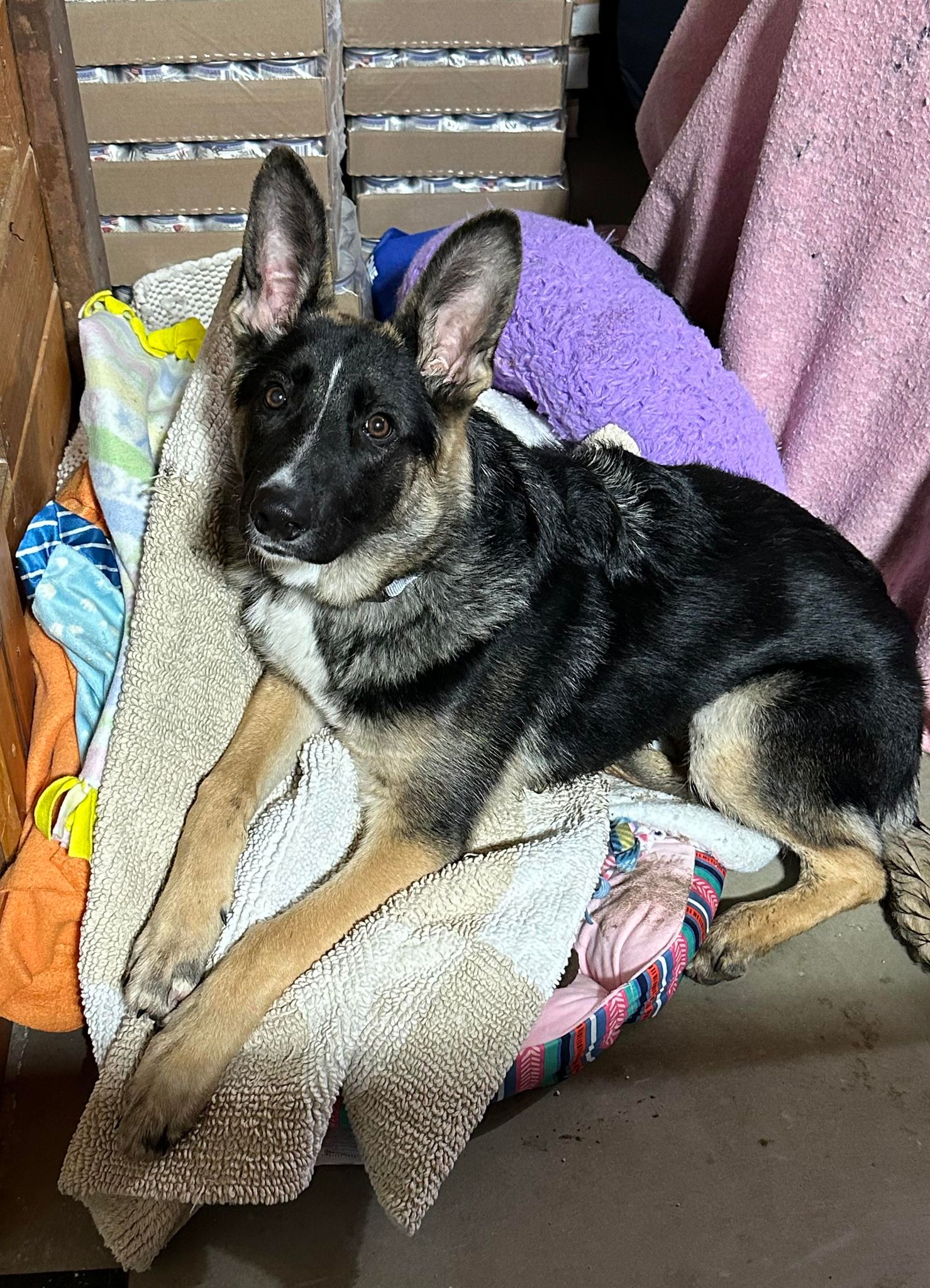 Dog adoption in Minneapolis, MN 55428: German Shepherd Dog (medium coat ...