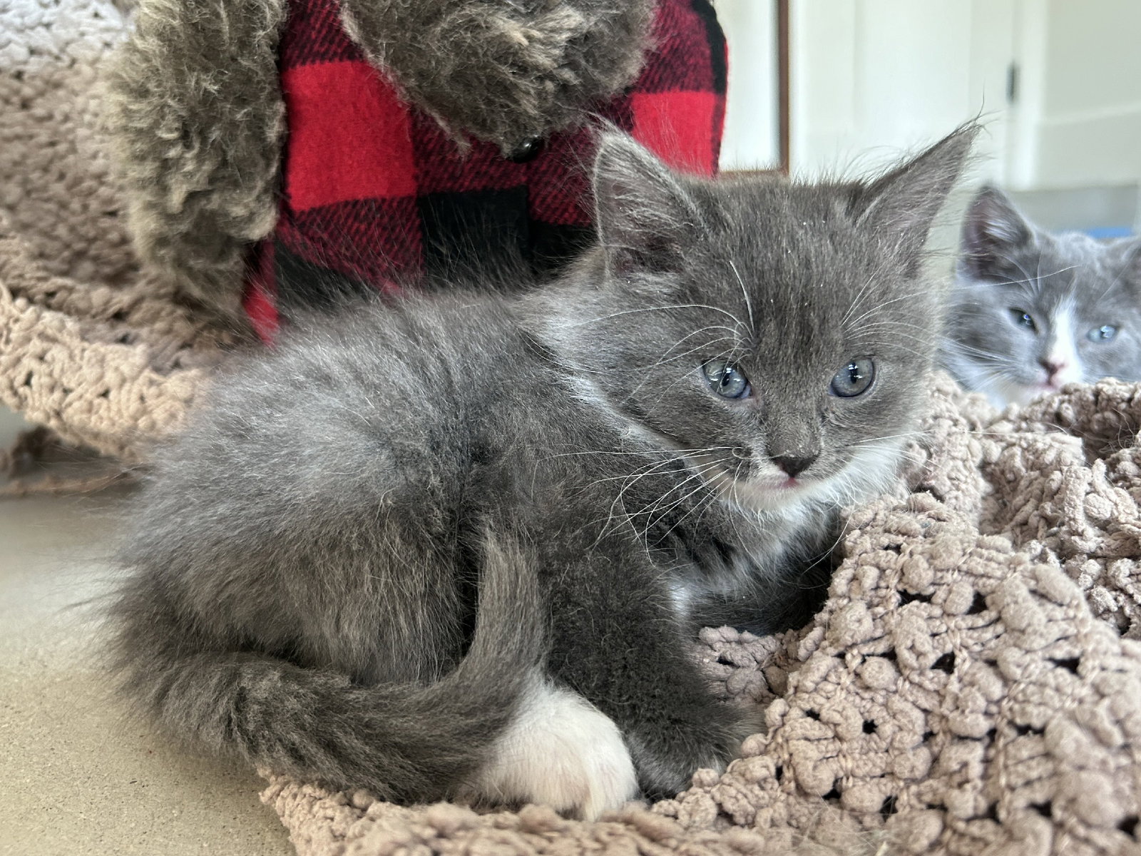 Cats for Adoption in Anoka County, Minnesota | Alpha Paw