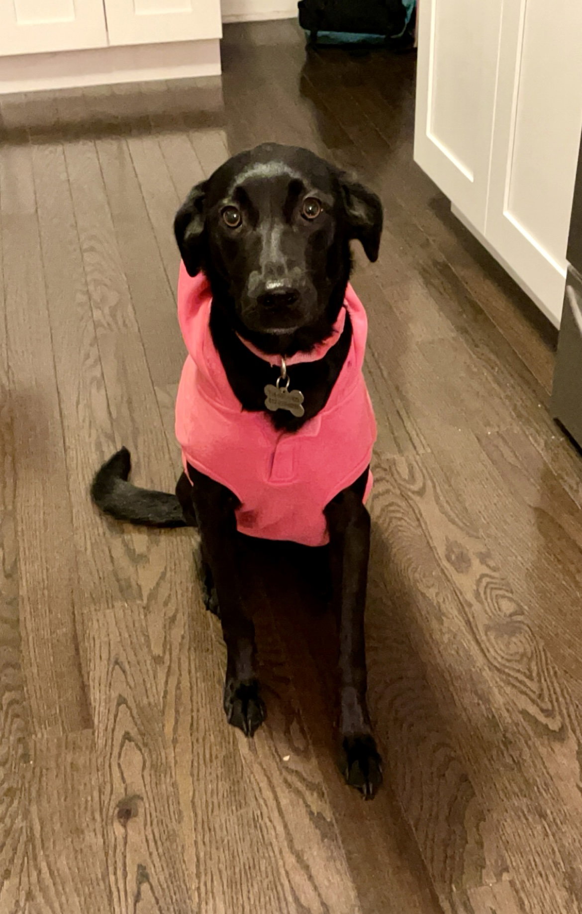 Dog for Adoption - Greta, a Labrador Retriever in Savage, MN | Alpha Paw