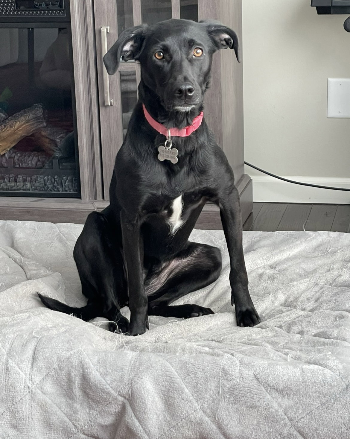 Dog for Adoption - Greta, a Labrador Retriever in Savage, MN | Alpha Paw