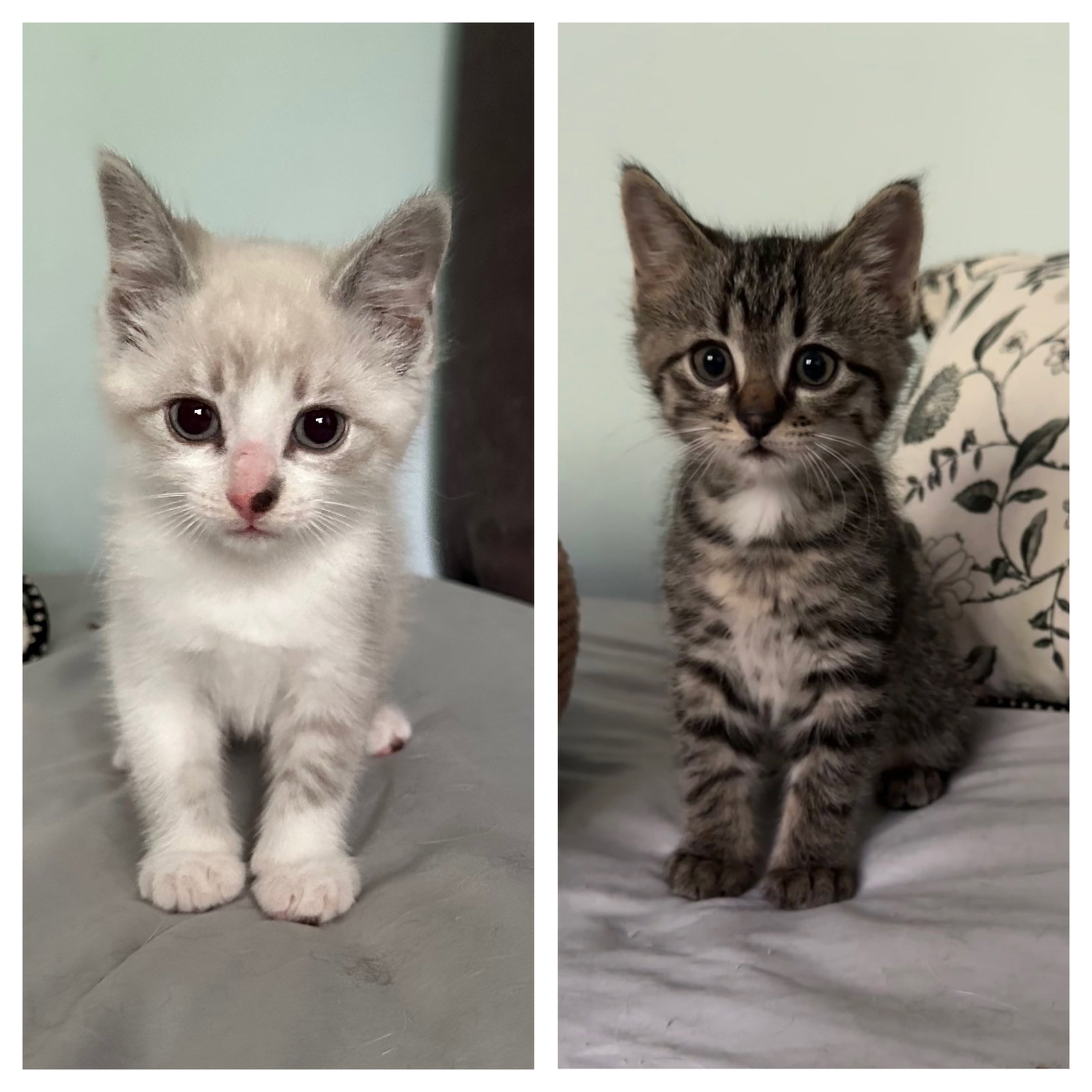 Cats for Adoption in Richfield, Minnesota | Alpha Paw