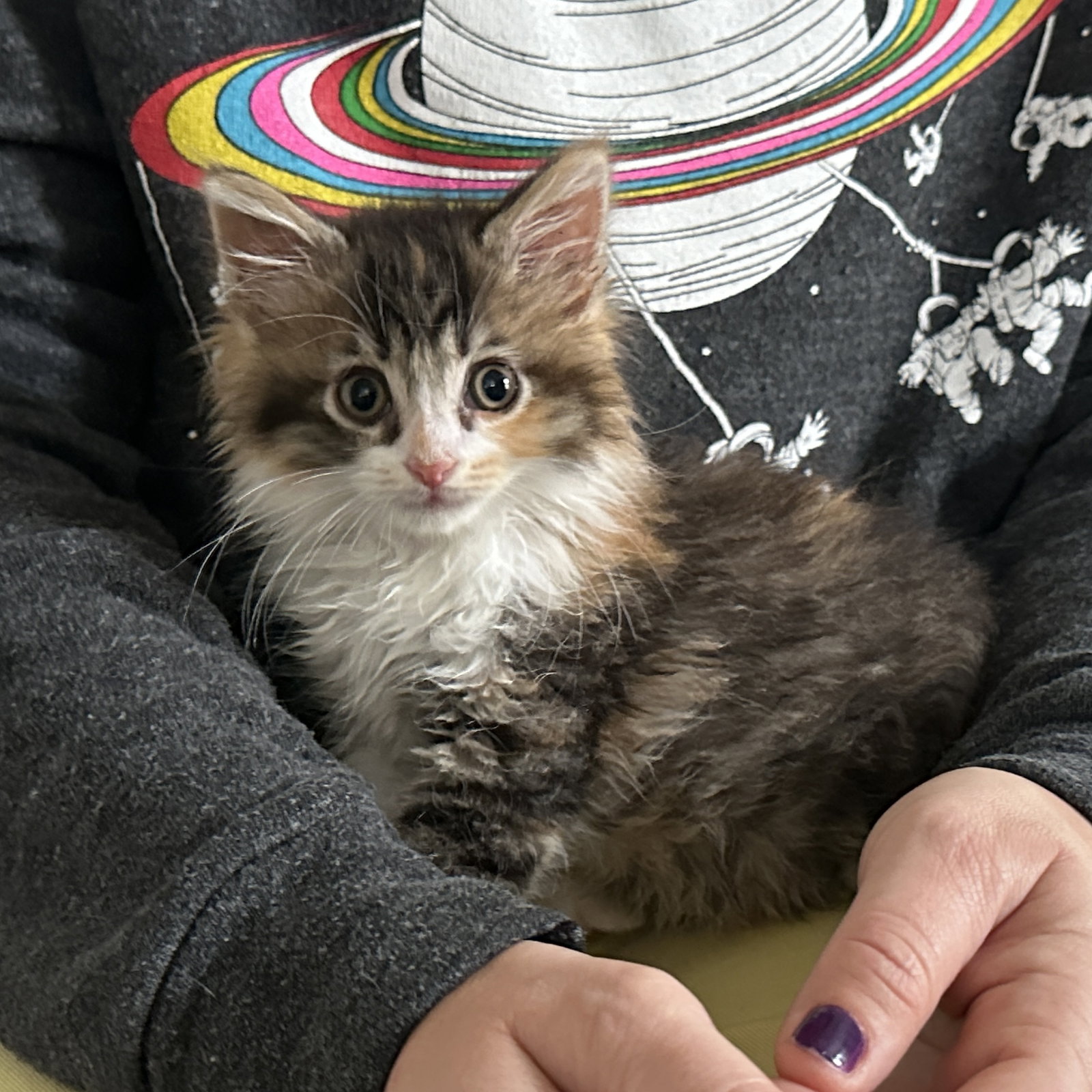 Cats for Adoption in Apple Valley, Minnesota | Alpha Paw