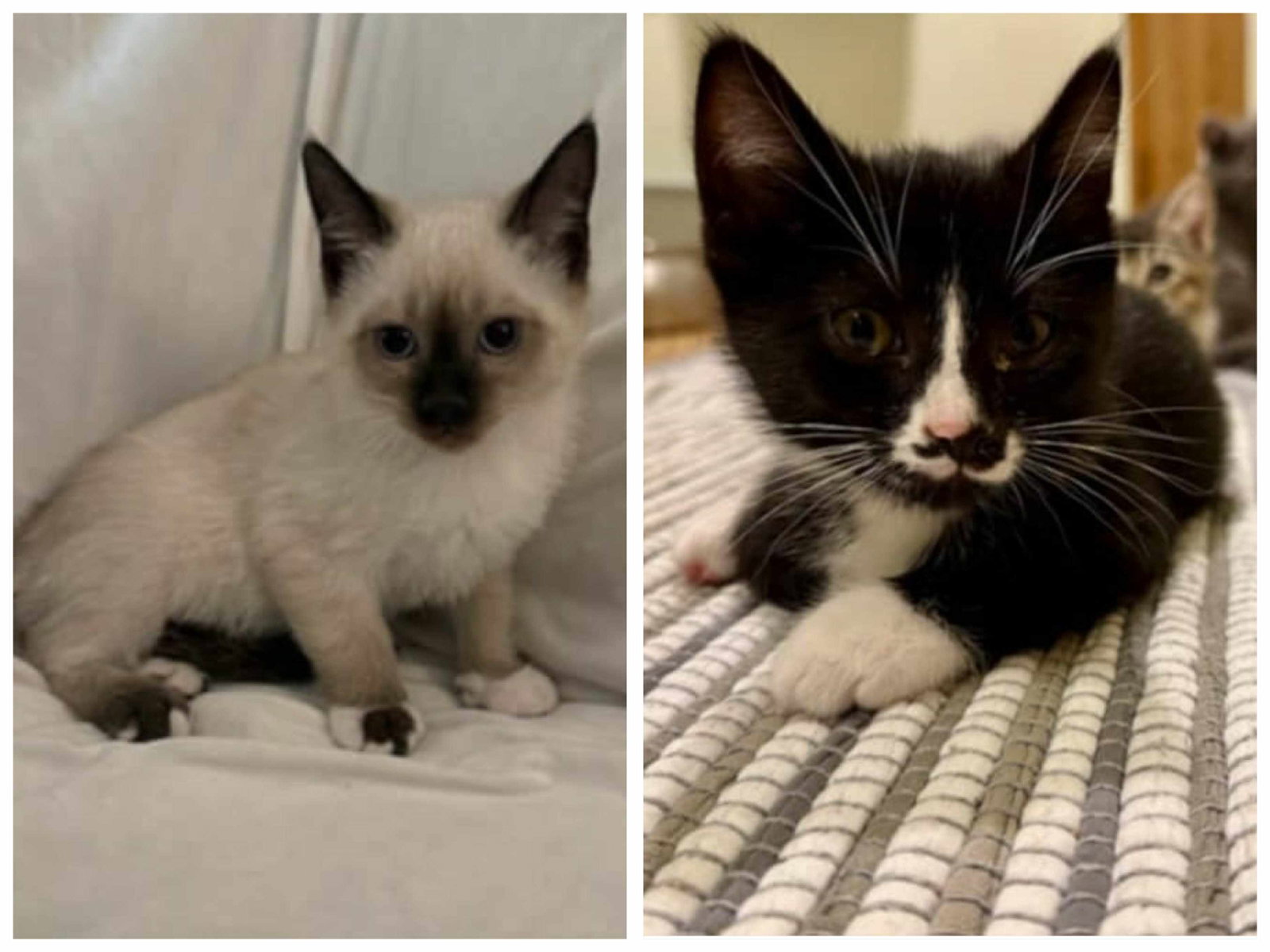 Cats for Adoption in Minneapolis, Minnesota | Alpha Paw