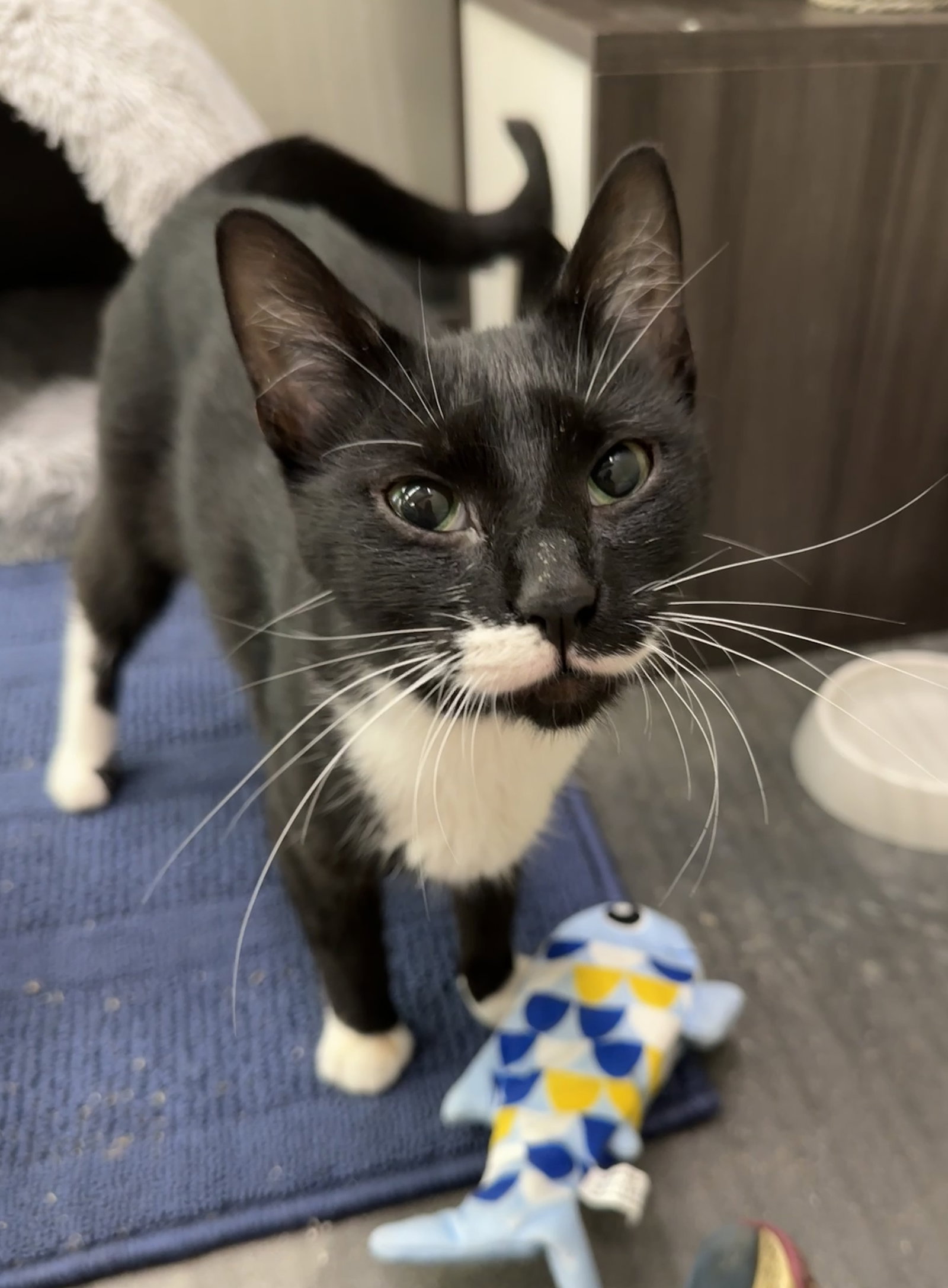 Cats for Adoption in Burnsville, Minnesota | Alpha Paw