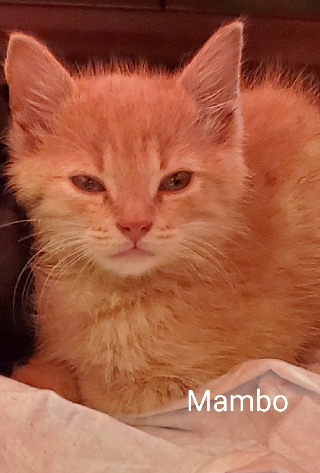 Mambo's Web Page