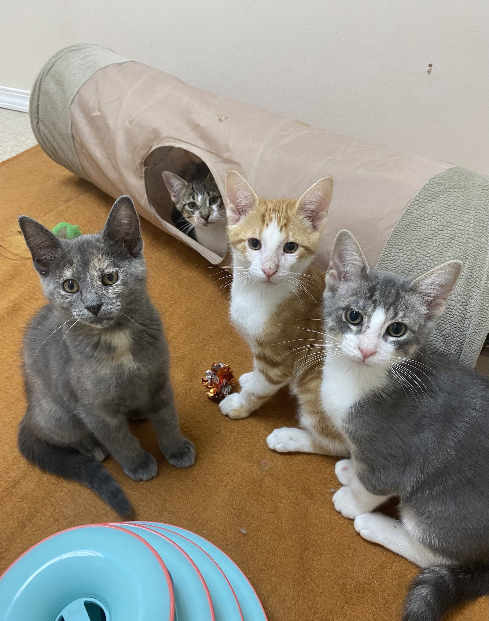 Cats for Adoption in Clio, Michigan | Alpha Paw
