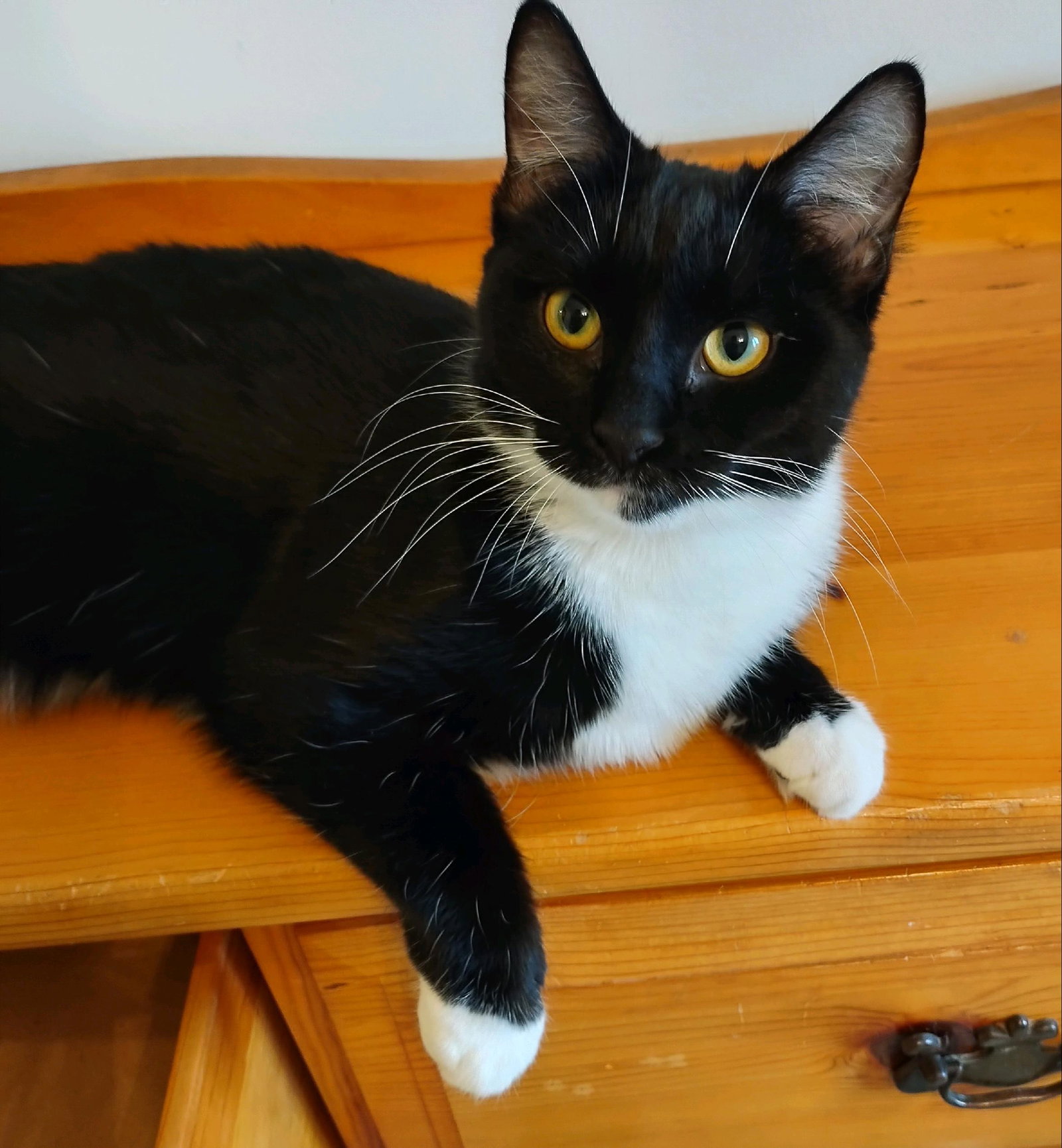 Cats for Adoption in Saint Clair County, Michigan | Alpha Paw