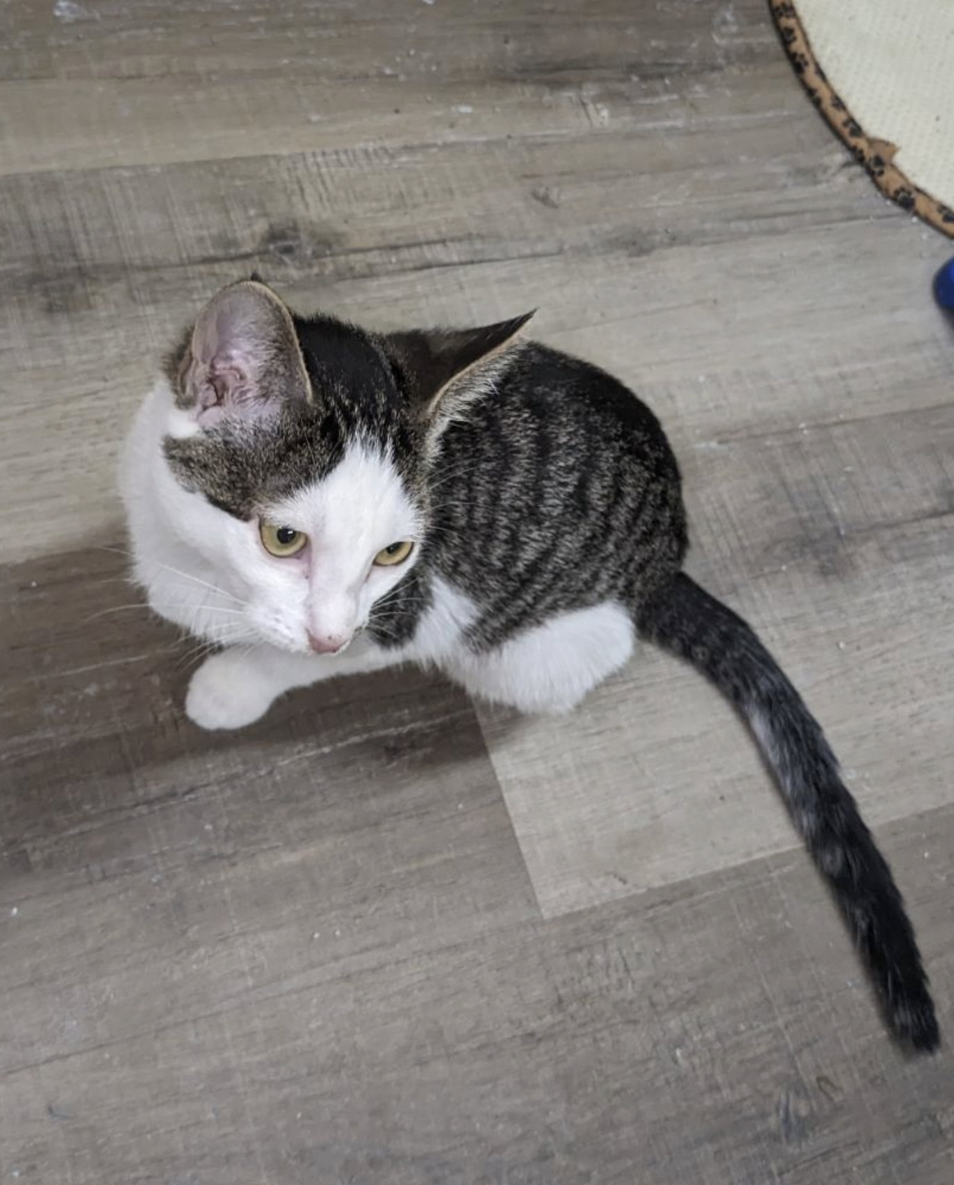 Cat adoption in Novi, MI 48377: Domestic Short Hair (short coat) Cat ...
