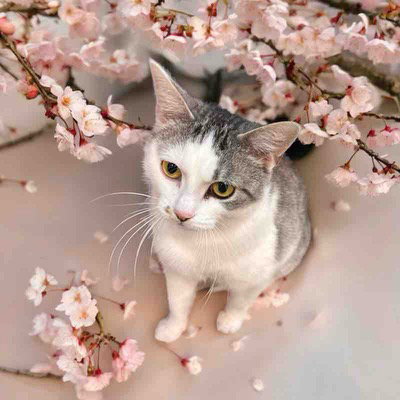 Cat adoption in Novi, MI 48377: Turkish Van / American Wirehair (short ...