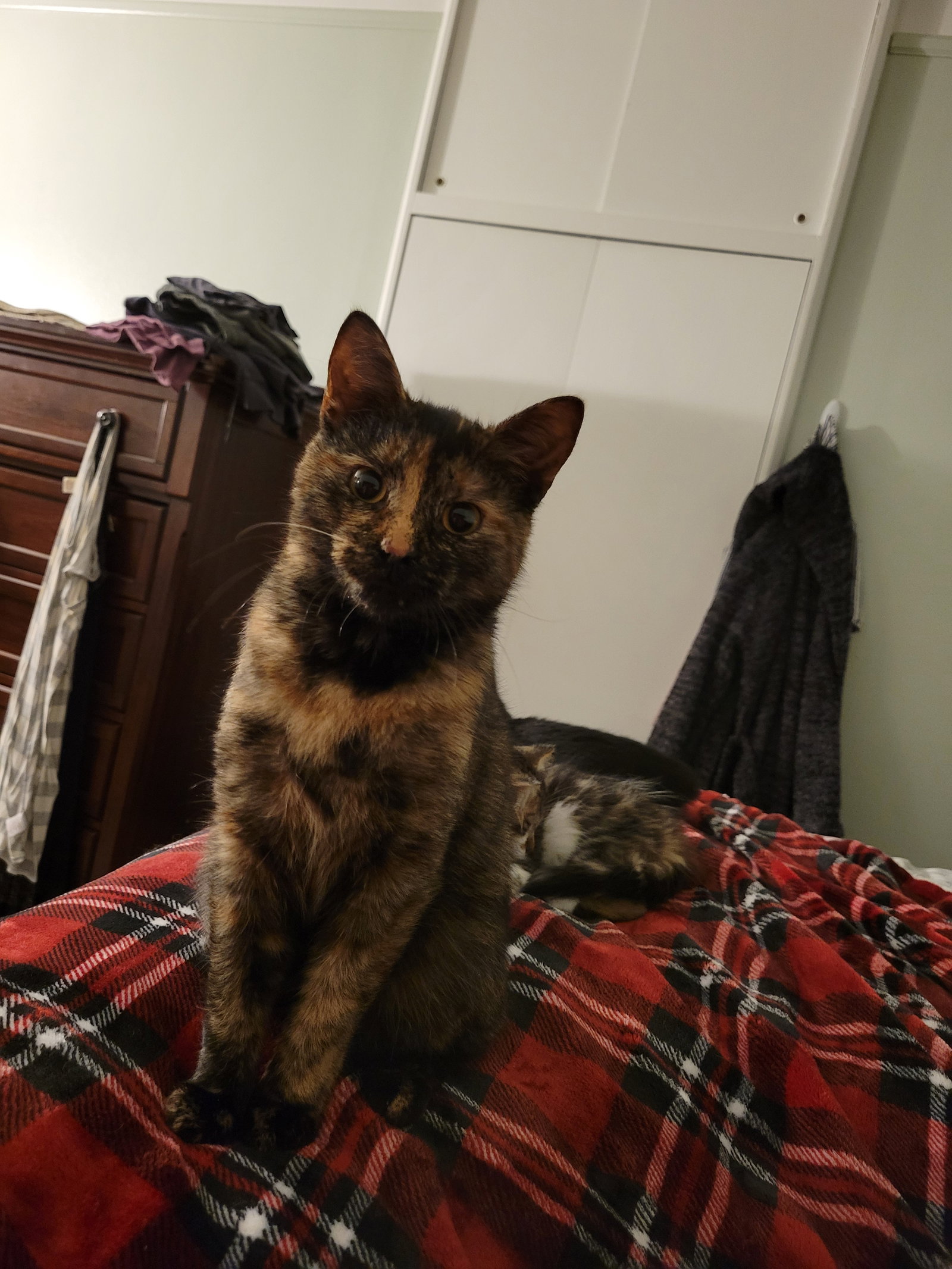 Cats for Adoption in Michigan Center, Michigan | Alpha Paw