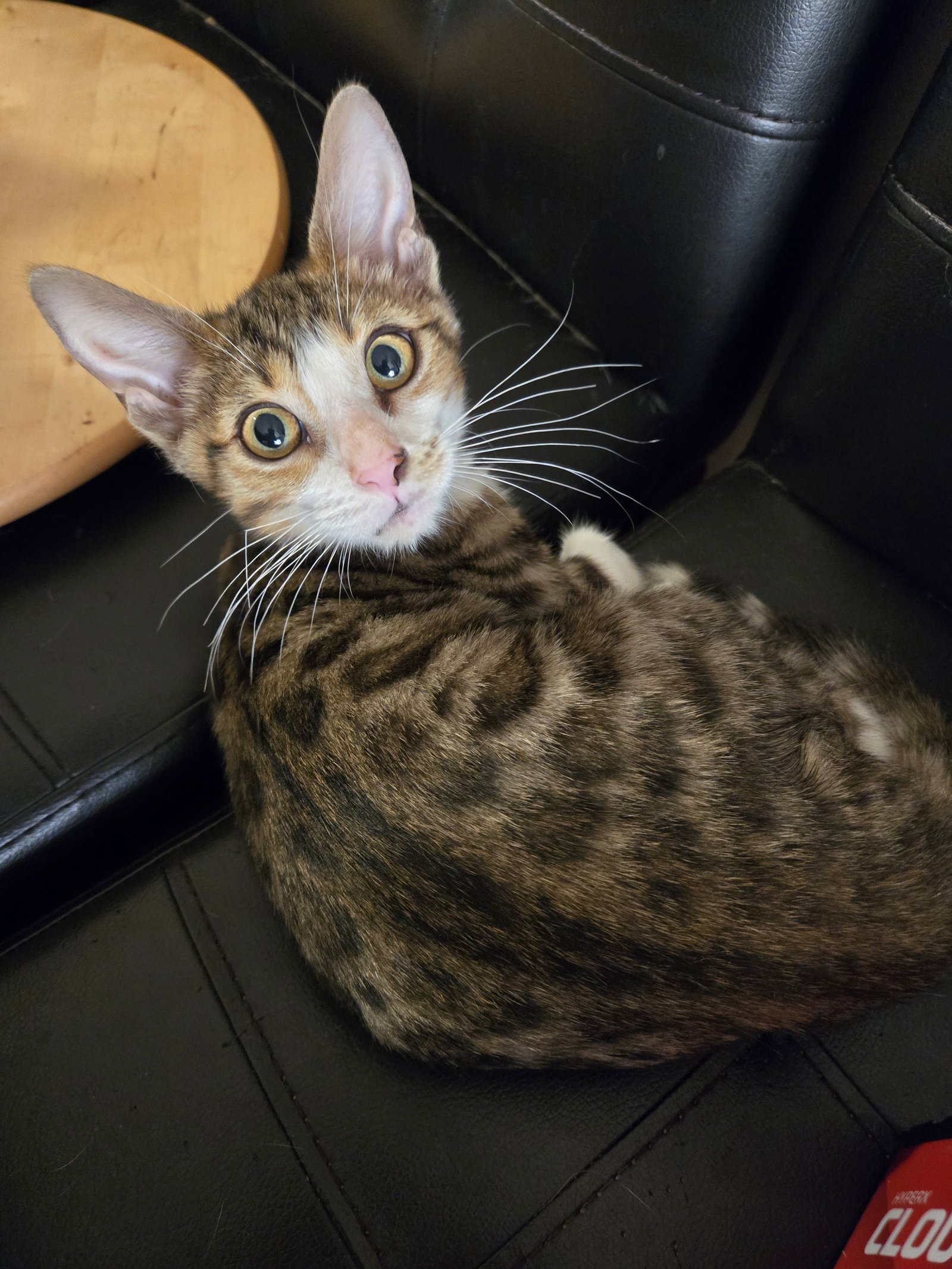 Astras(MUST BE ADOPTED WITH SHEBA)'s Web Page