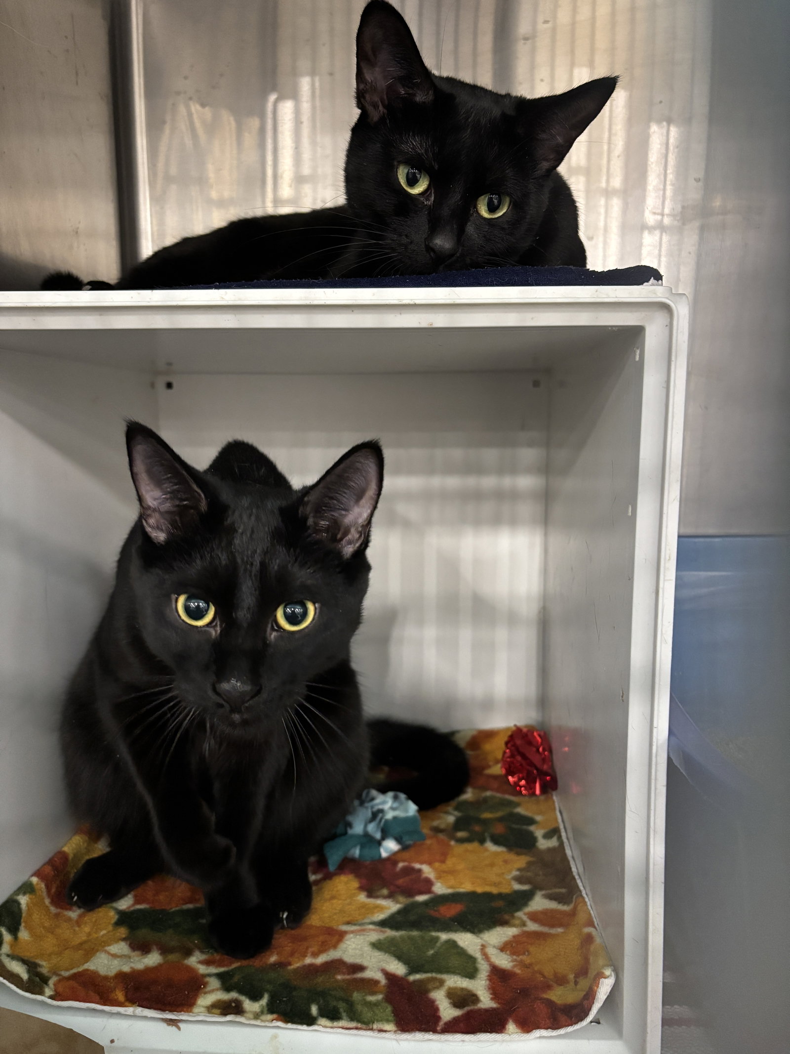 Nirvana - (Must be adopted w/Pearl “Jam”)'s Web Page