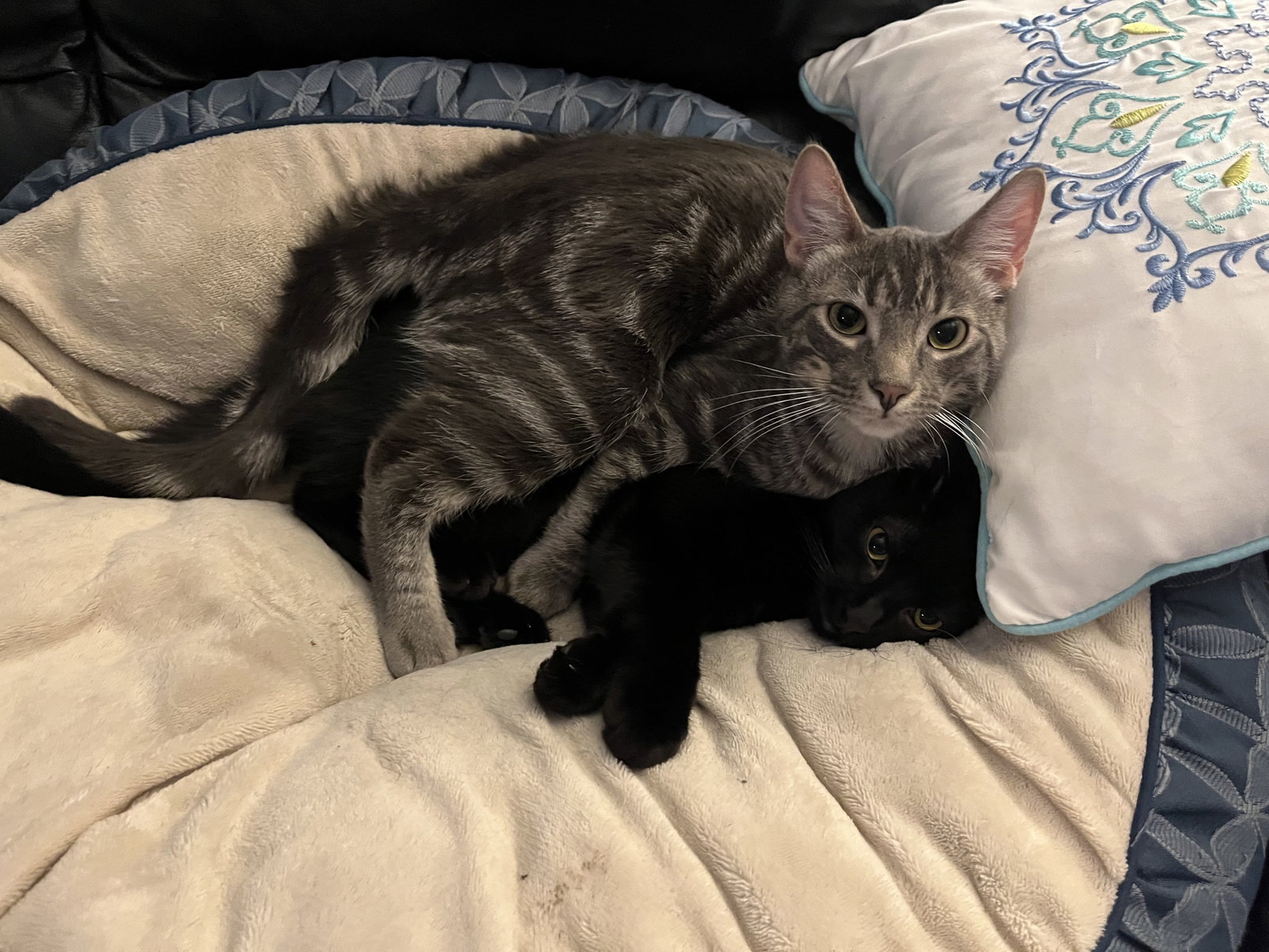 Meelad - (Must be adopted w/Meena)'s Web Page