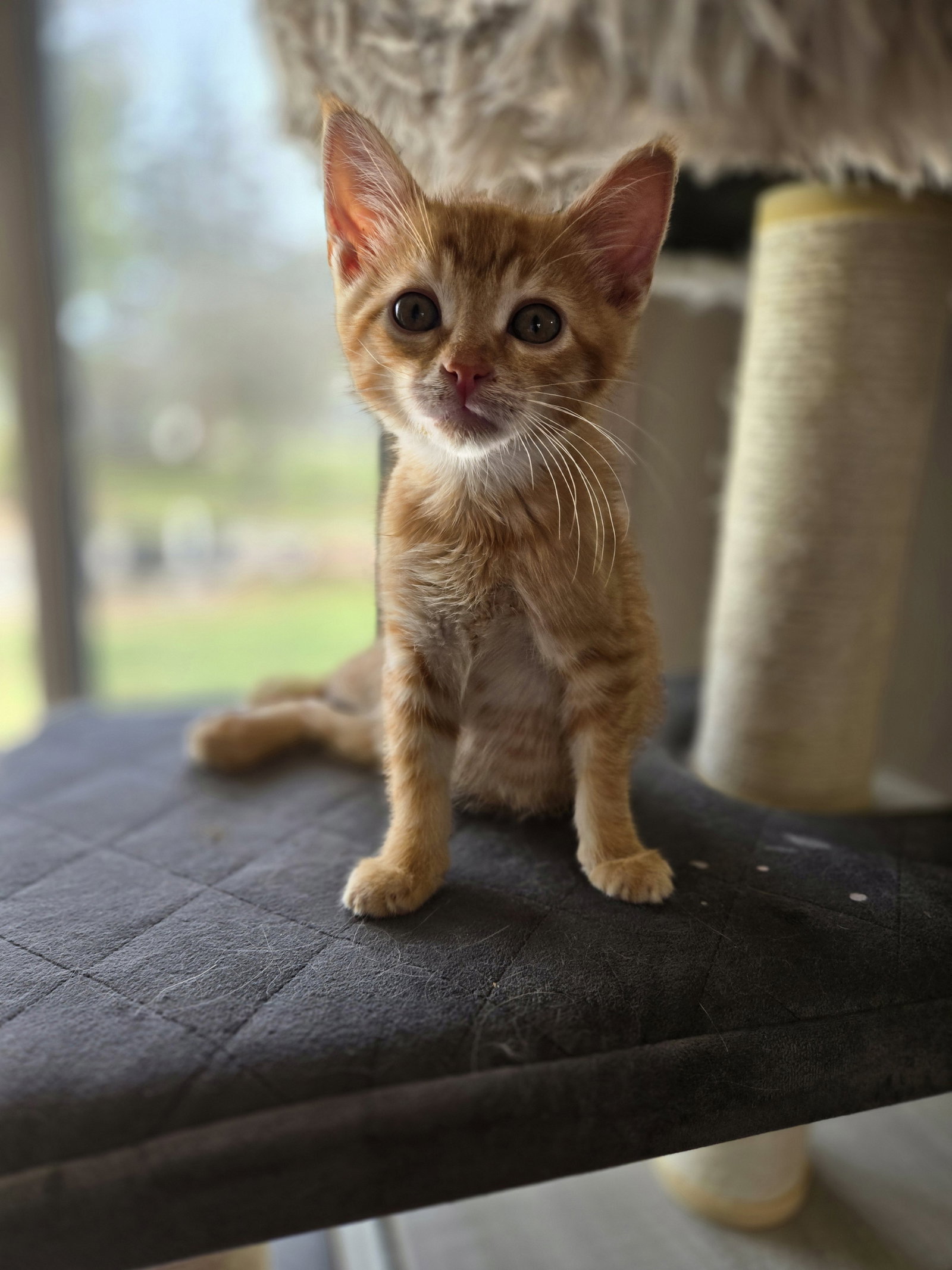Alvin(MUST BE ADOPTED WITH ALISSA)'s Web Page