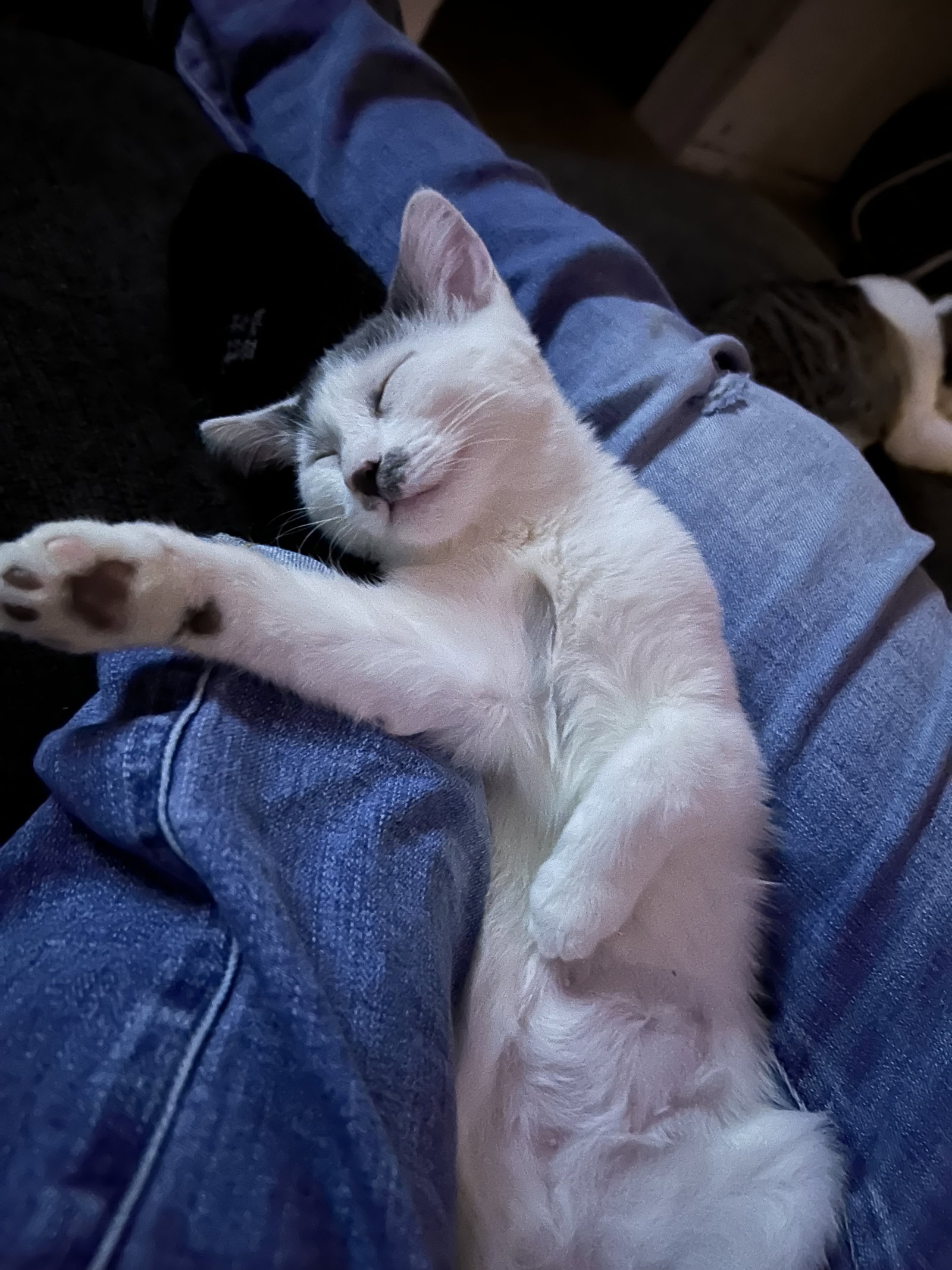 Gretta (must be adopted with Buck Jones)'s Web Page