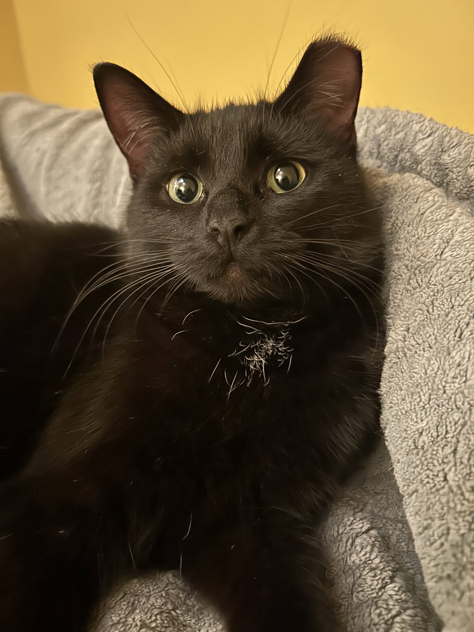Pepperoni's Web Page