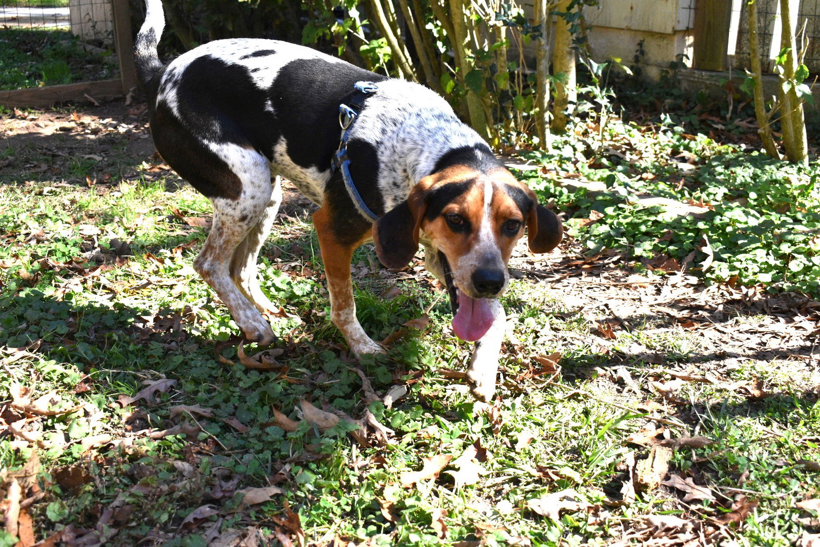 Dog for Adoption - Hunter Blue Tick Hound in Foster, a Bluetick ...