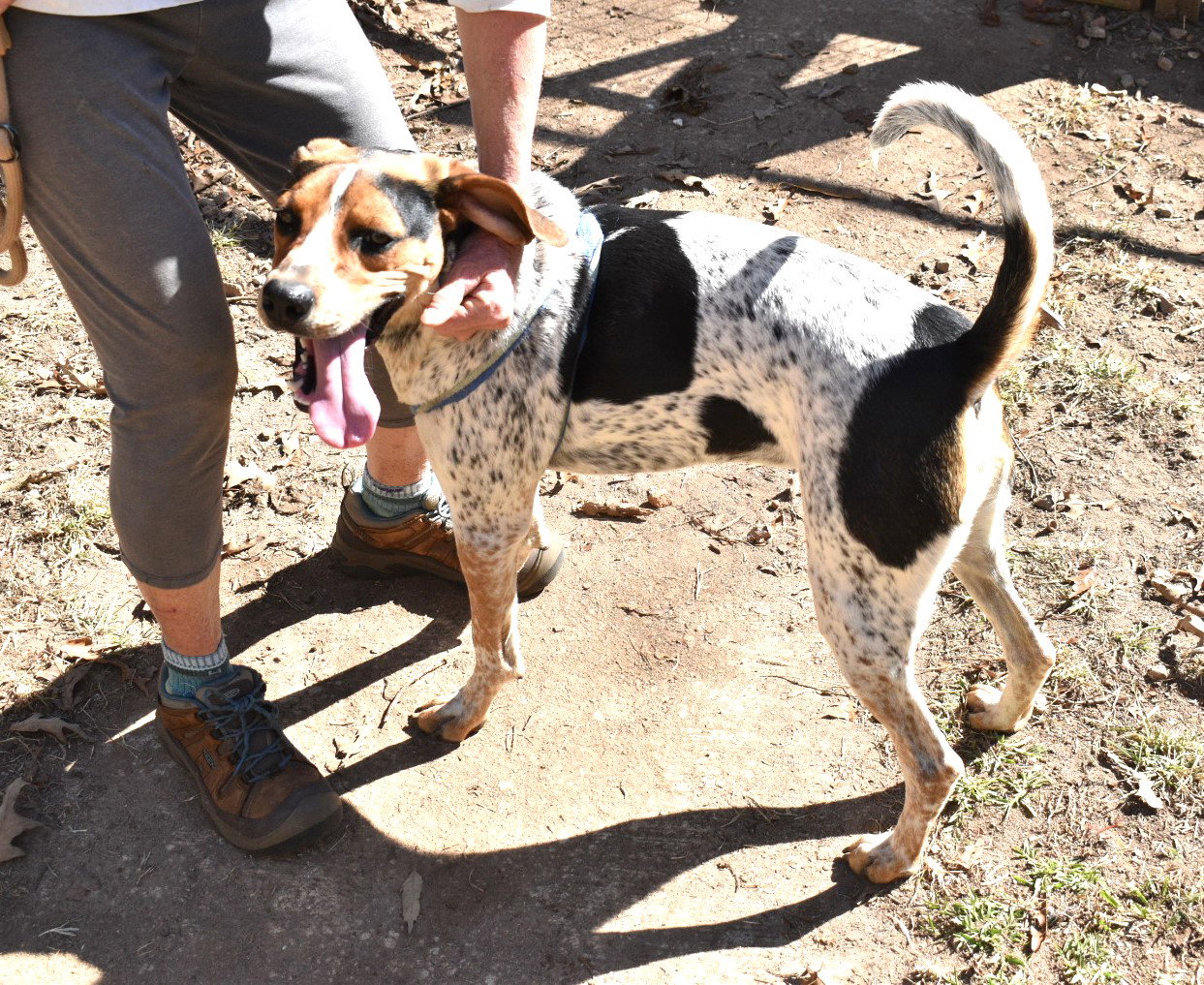 Dog for Adoption - Hunter Blue Tick Hound in Foster, a Bluetick ...