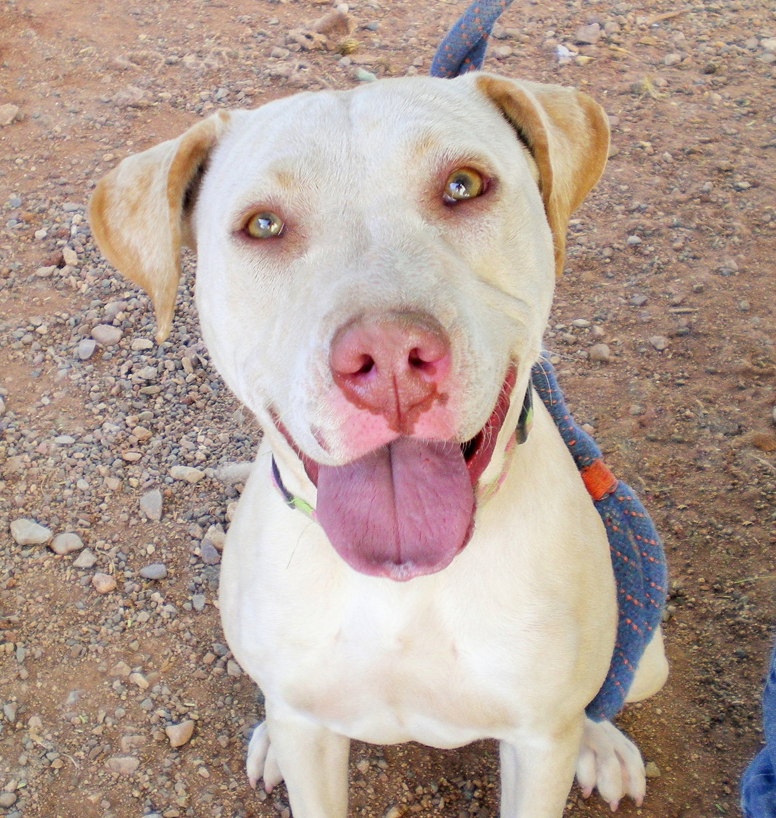 LOVAR – Lifeline Oro Valley Animal Rescue