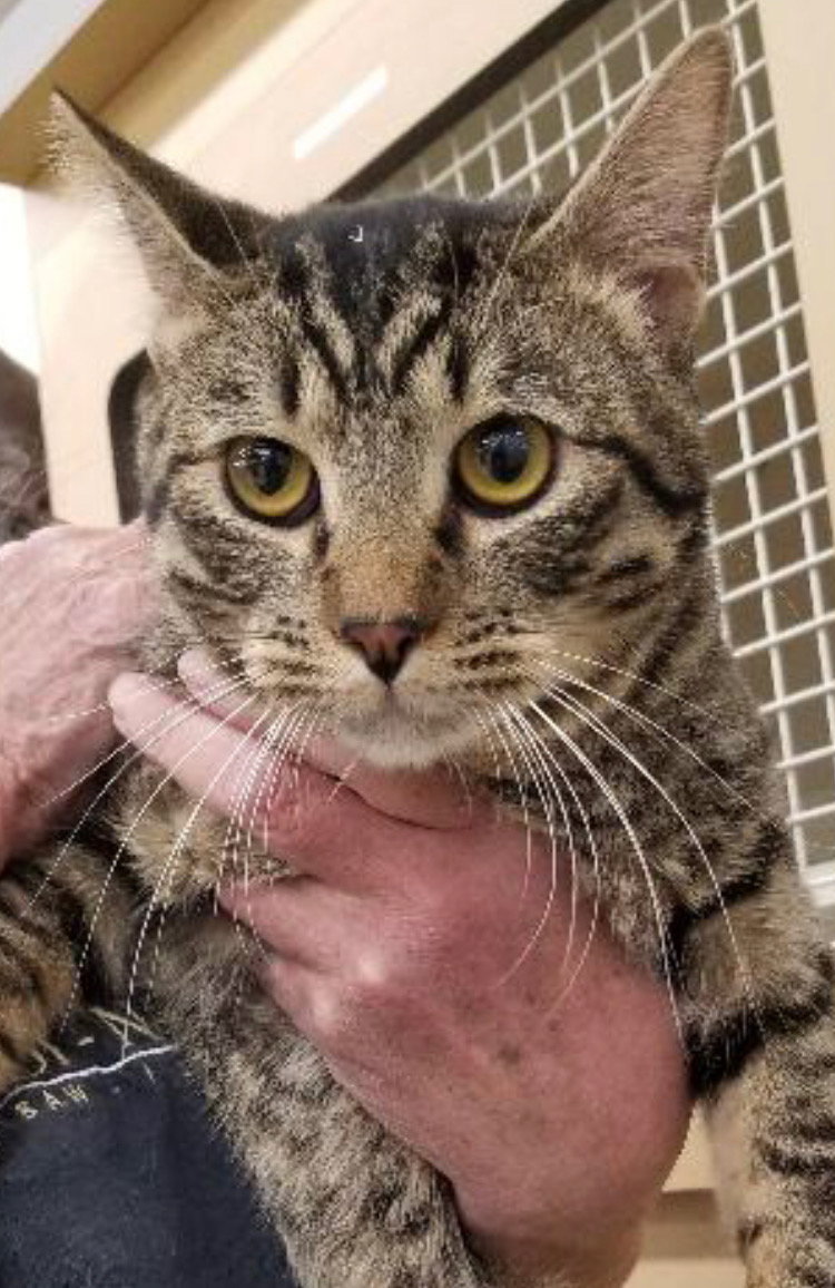 LOVAR – Lifeline Oro Valley Animal Rescue