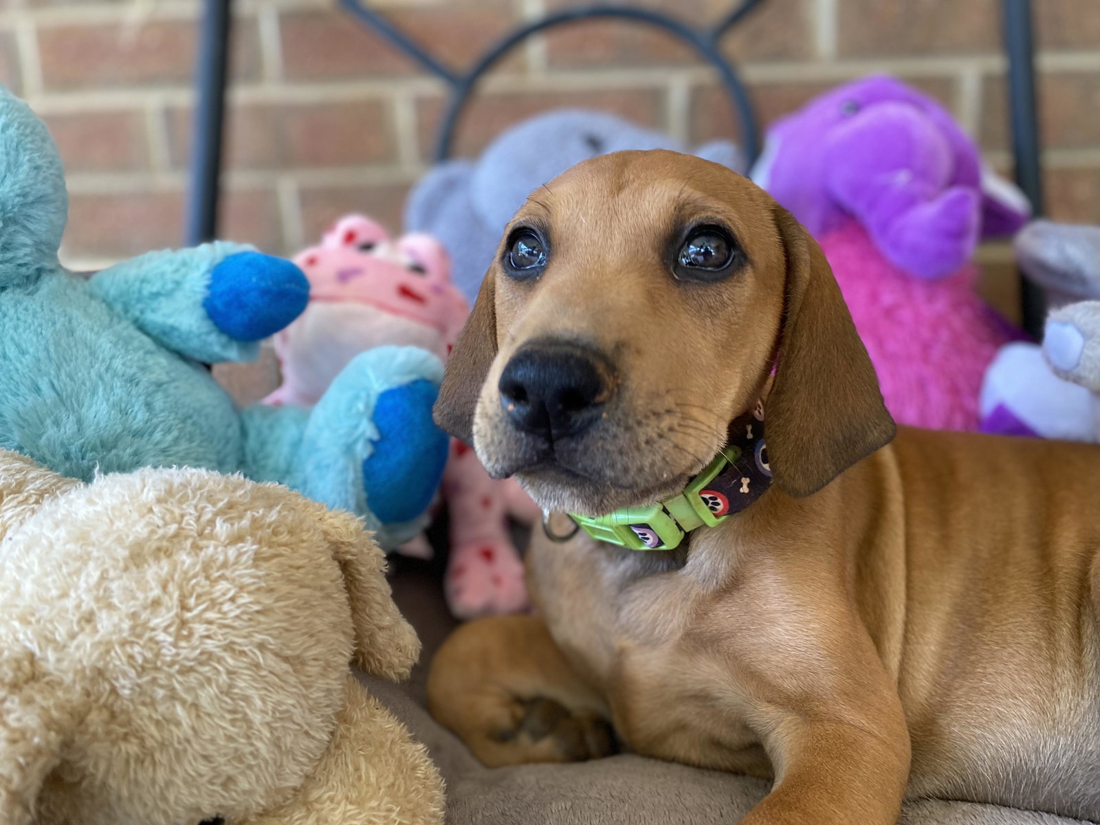 Dog for Adoption - Regina, a Doberman Pinscher in Alamogordo, NM ...