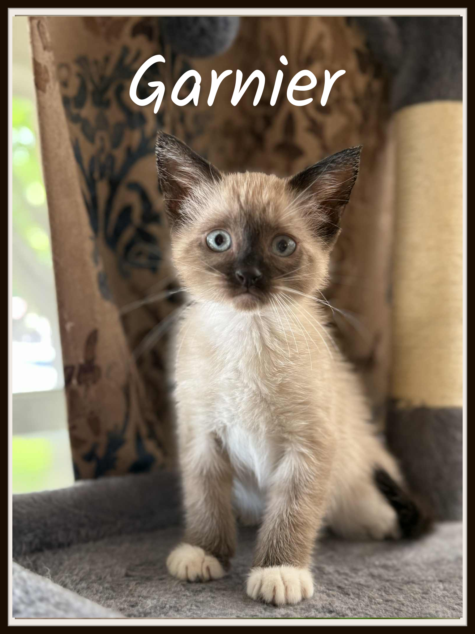Garnier - Shampoo Kitten's Web Page