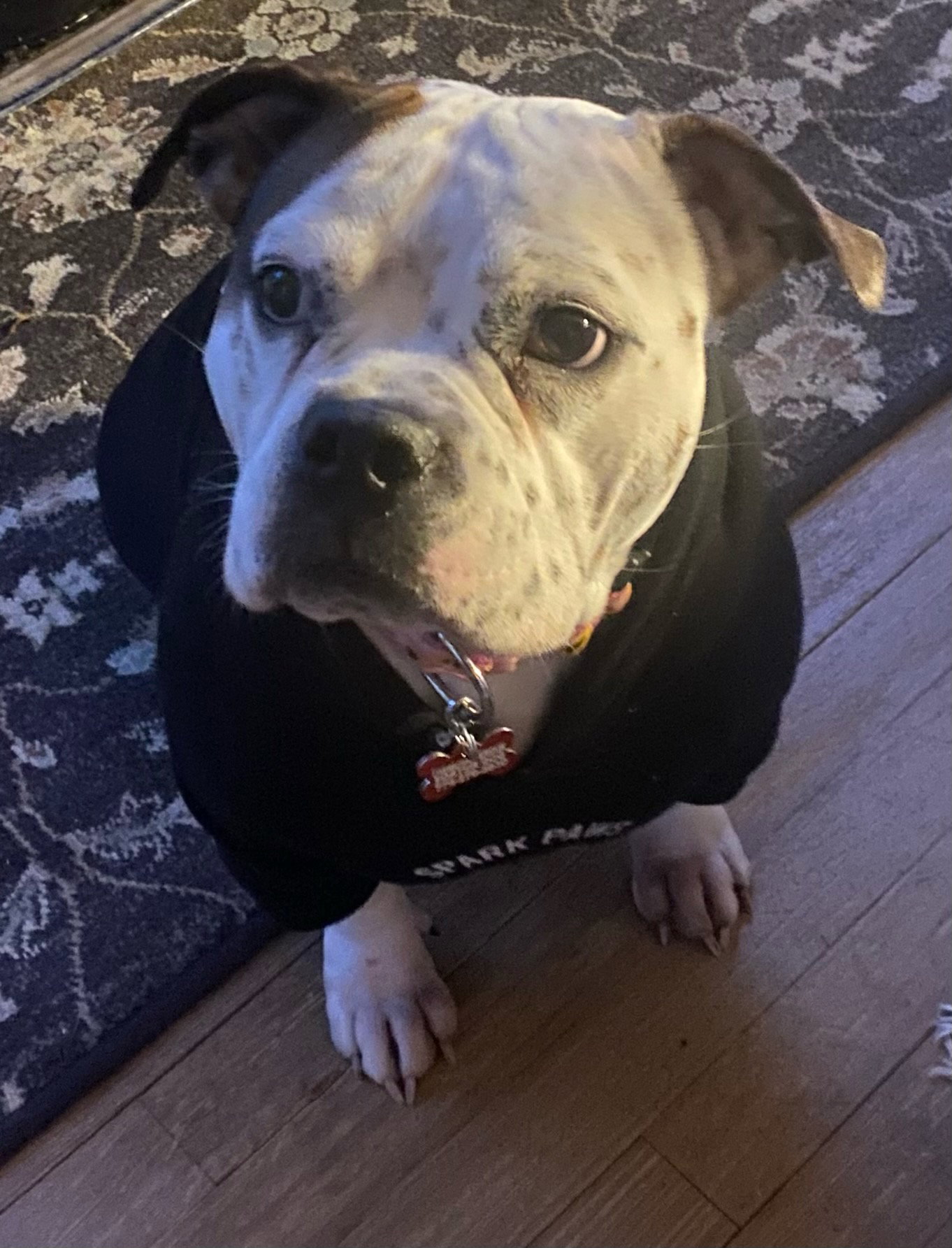 Dog for Adoption - Bunny, a Pit Bull Terrier in West Boylston, MA ...