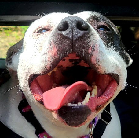 Dog for Adoption - Precious, a Pit Bull Terrier in Hull, MA | Alpha Paw