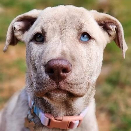 Dog for Adoption - Cider, a Pit Bull Terrier in Kingston, MA | Alpha Paw
