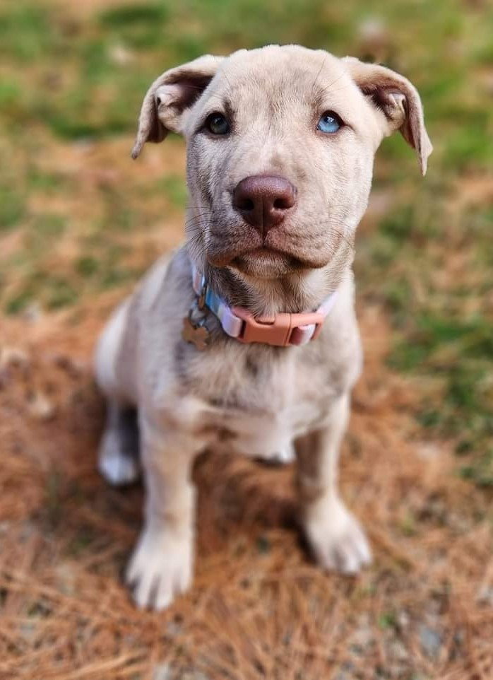 Dog for Adoption - Cider, a Pit Bull Terrier in Kingston, MA | Alpha Paw