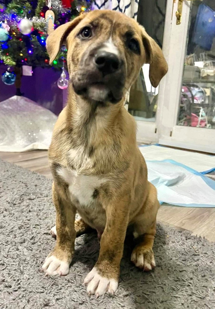 Dog for Adoption - Acorn, a Pit Bull Terrier in Burlington, MA | Alpha Paw