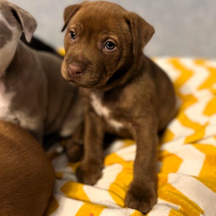 Dog for Adoption - Secret, a Pit Bull Terrier in Uxbridge, MA | Alpha Paw